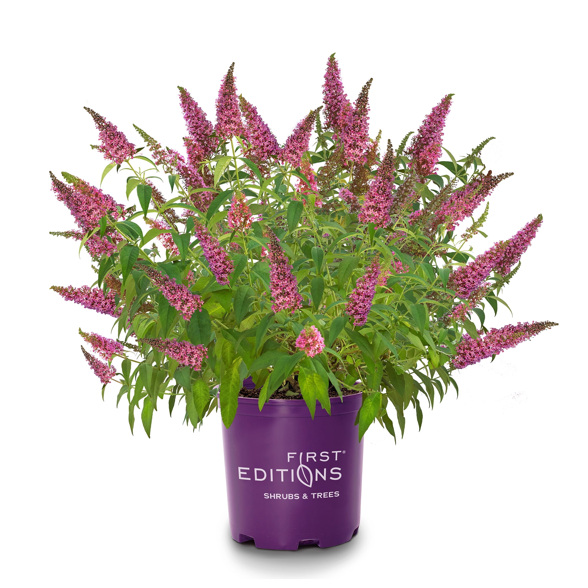 First Editions Trippy Pink Buddleia Live Shrub in 2-Gallon Grower Pot ...