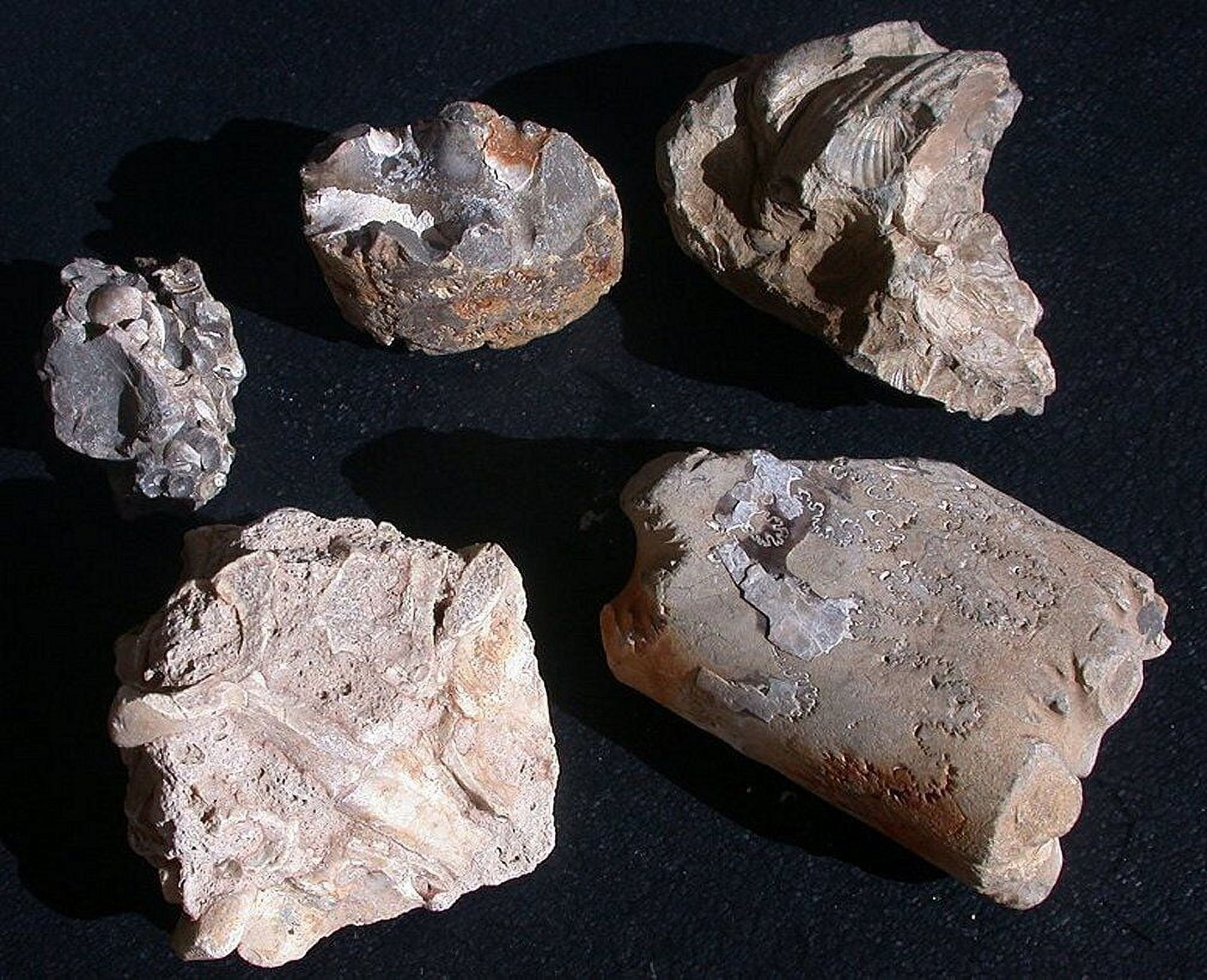 FIVE Assorted Baculite Cephalopod Fossil Specimens Collection From ...