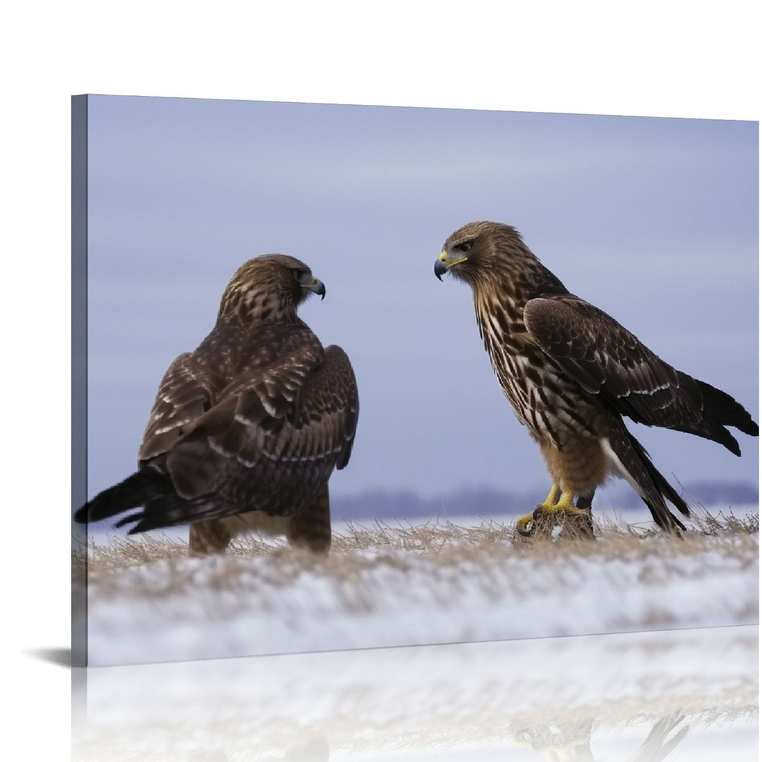 FLORID Red Tail Hawks White Snow Wild Animals Eagle Bird Poster Picture ...