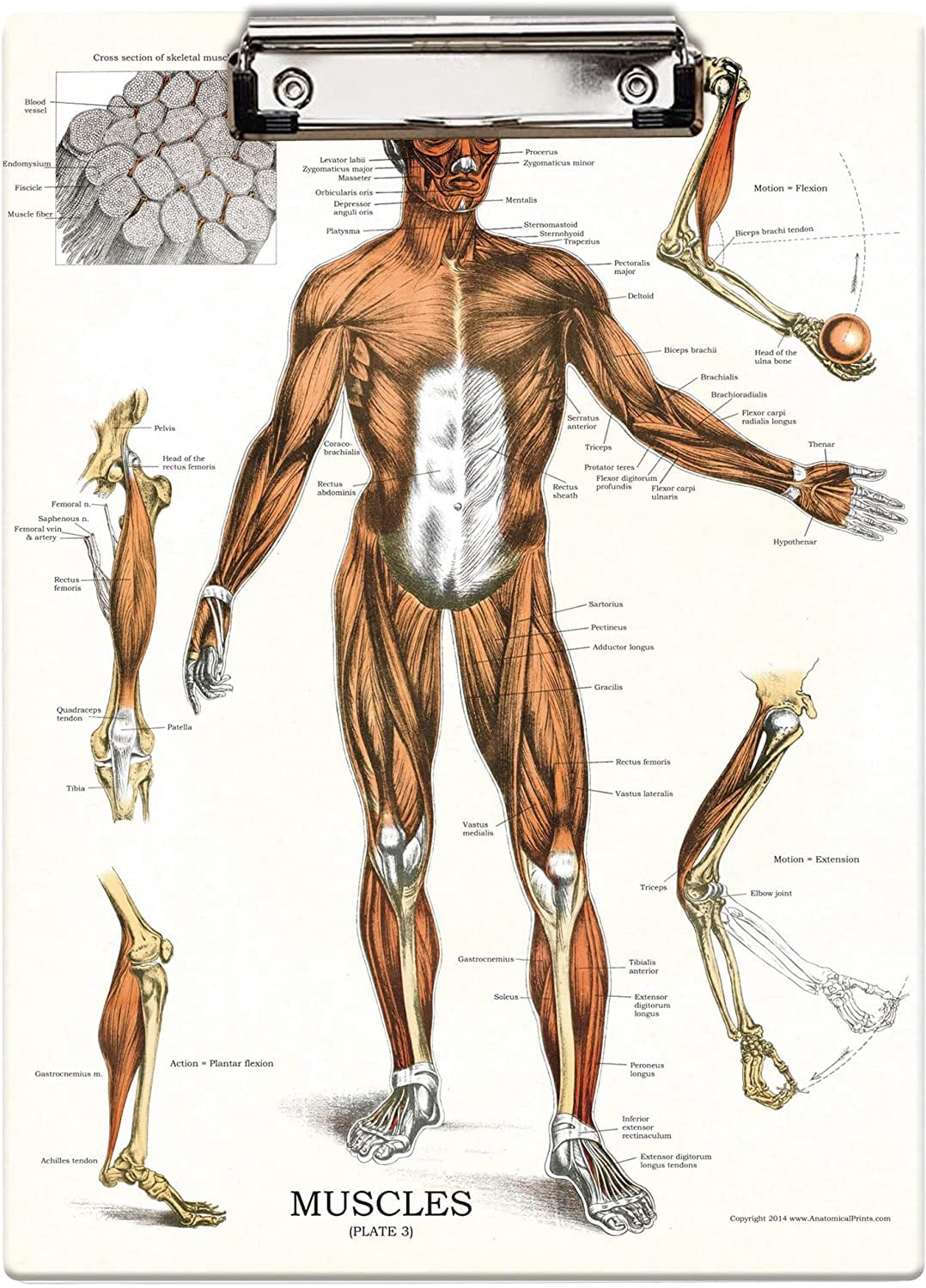 FMSHPON Education Chart Muscle Anatomy Clipboard Hardboard Wood Nursing ...