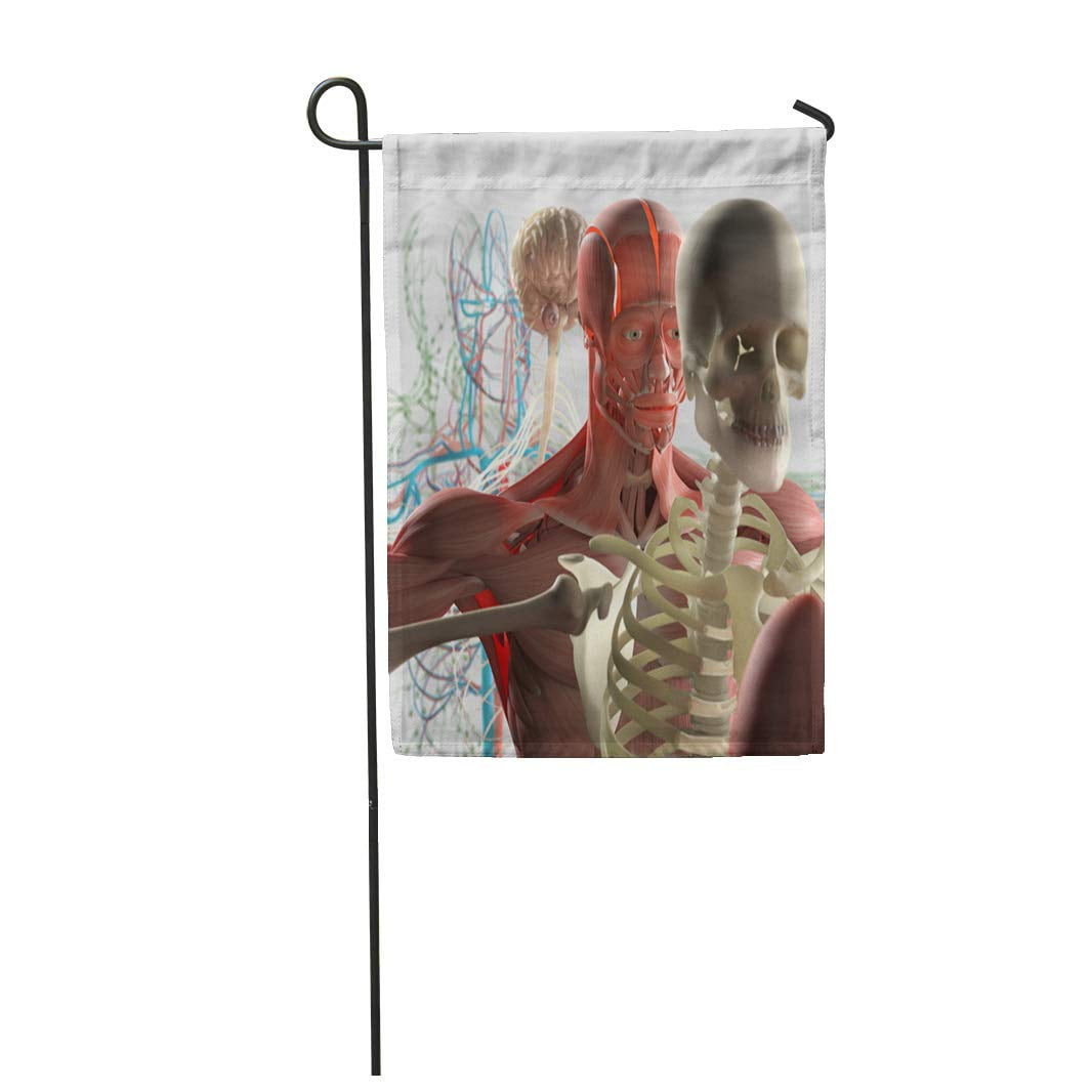 FMSHPON Human Anatomy Exploded View Deconstructed Showing Separate ...