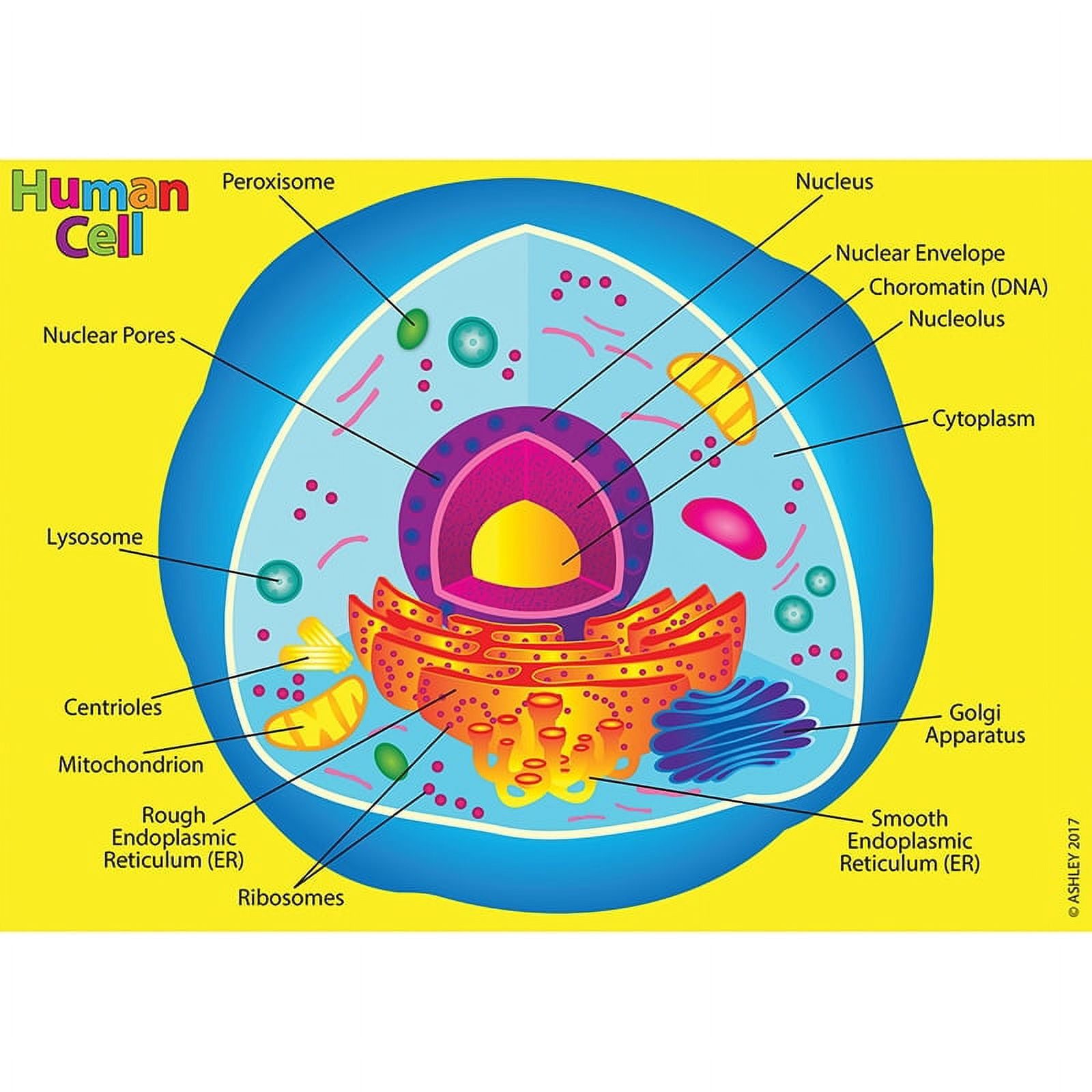 FOAM MANIPULATIVES HUMAN CELL M - Walmart.com