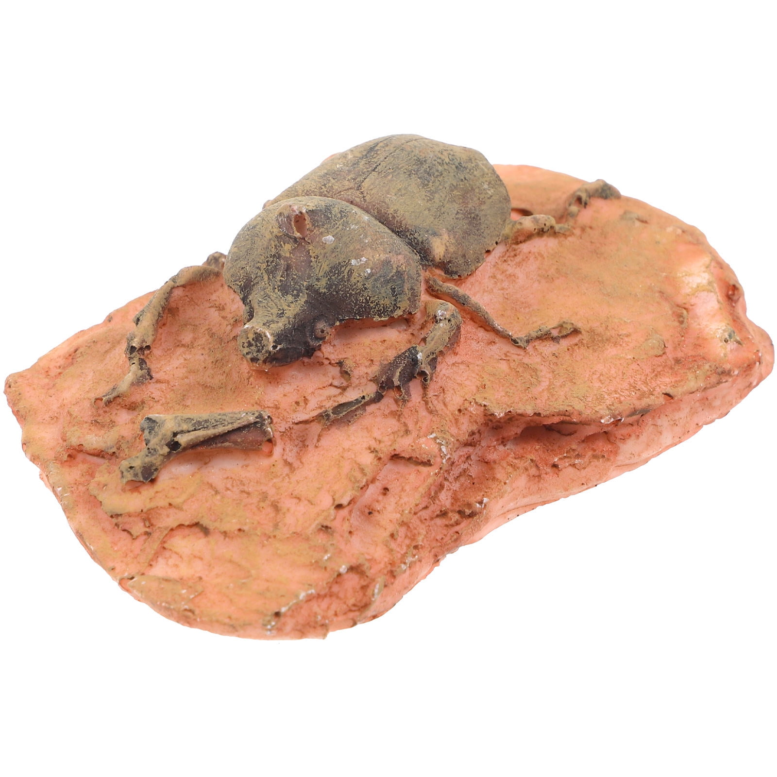 FOMIYES Light Brown Insect for Science Teaching with Appearance and ...