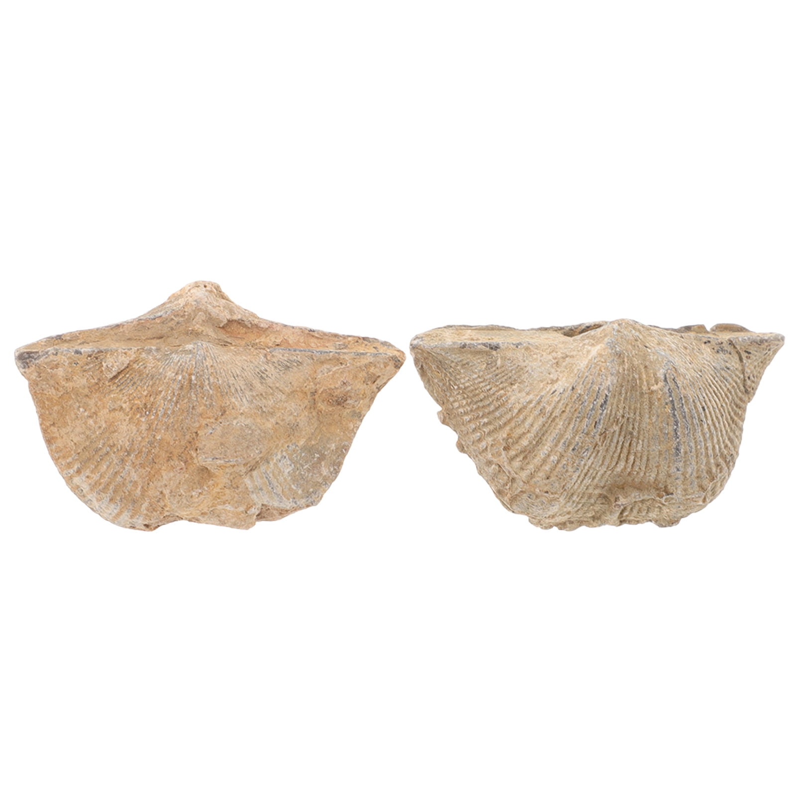 FOMIYES Natural Sea Shell Specimen for Teaching Geology Authentic ...