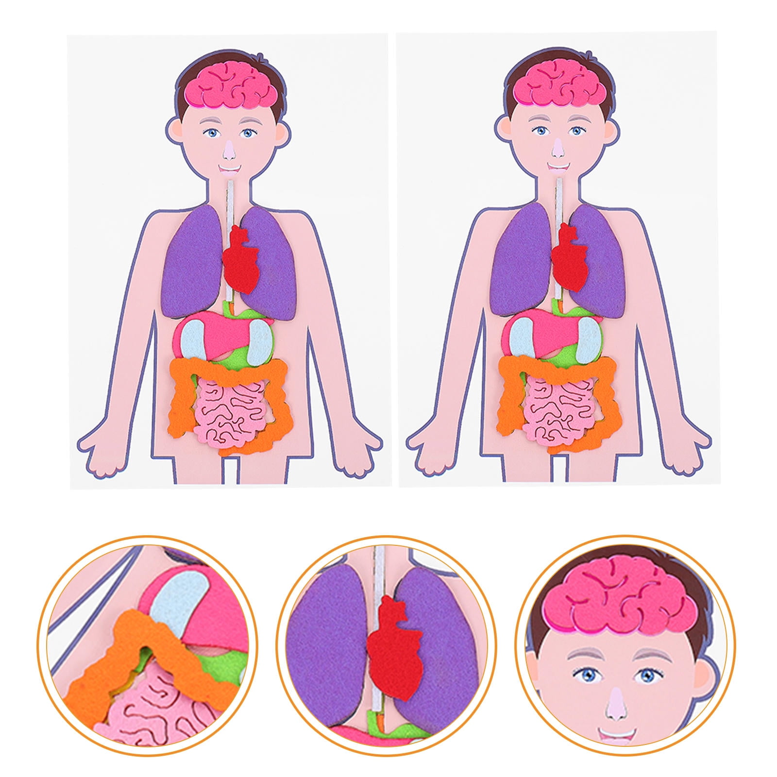 FONDOTIN 2 Sets Educational Human Organs Models for Kids Anatomy and ...