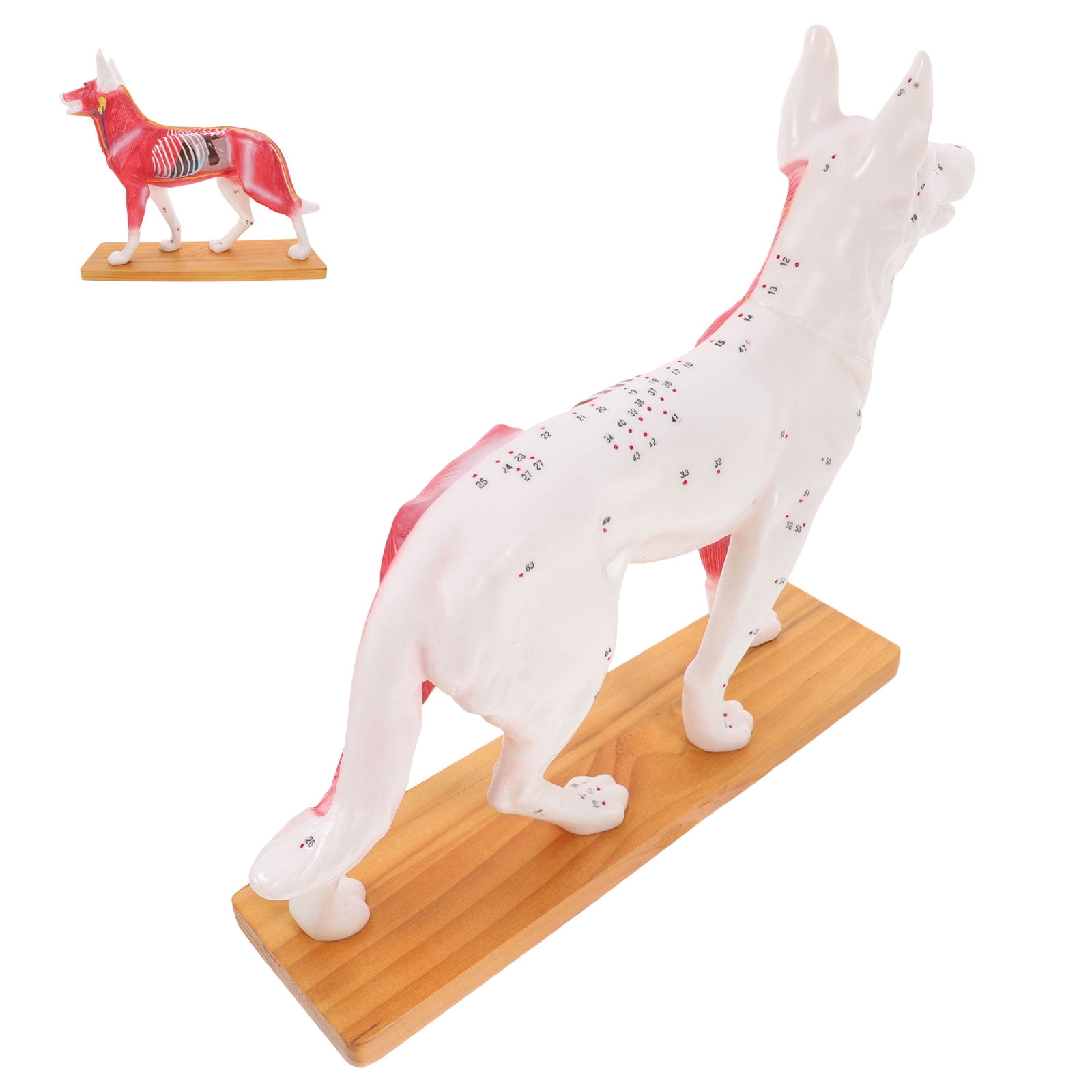 FONDOTIN Dog Acupuncture Model Canine Acupuncture Anatomy Model for ...