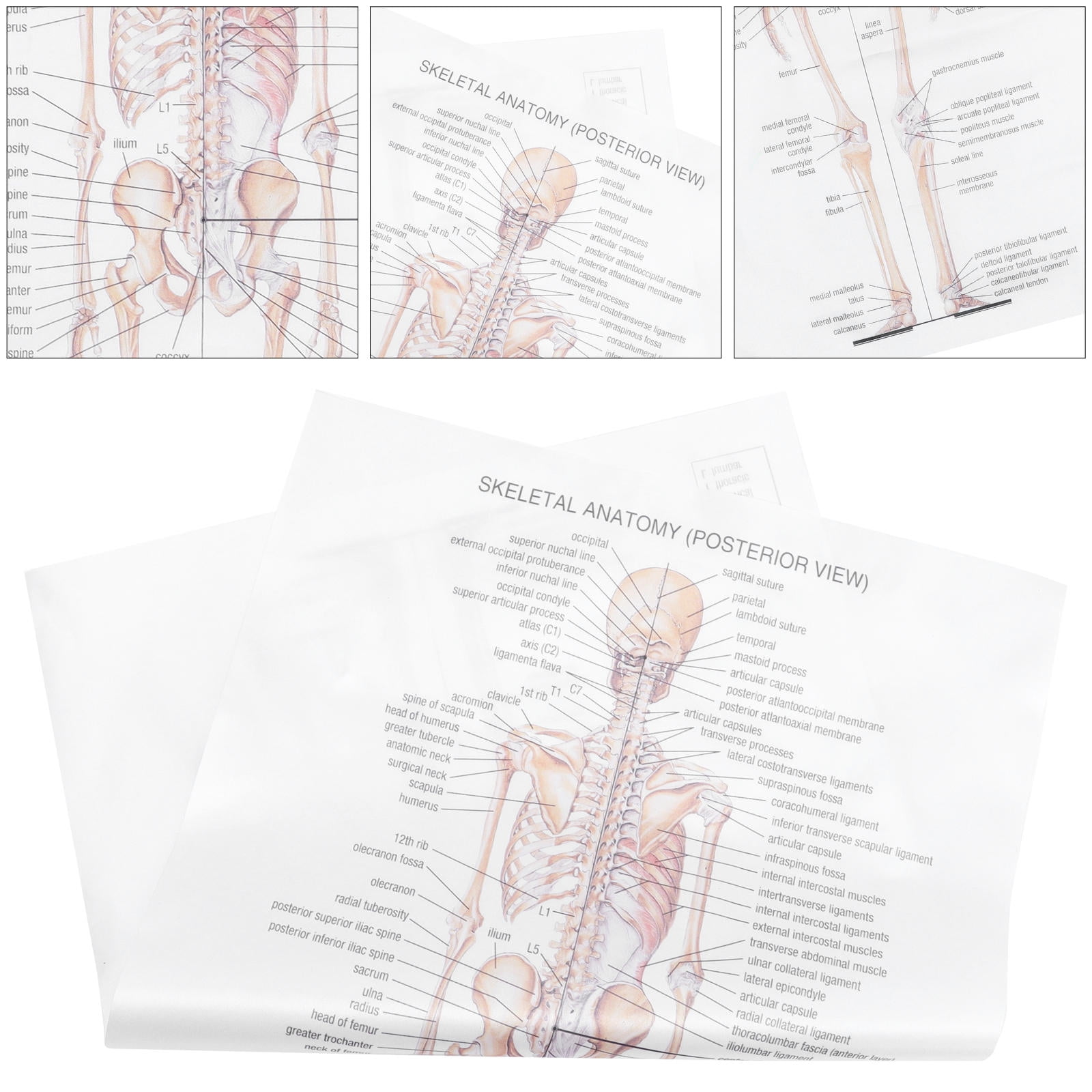 FONDOTIN Skeletal System Anatomy Poster Wall Art For Home Office Tear ...