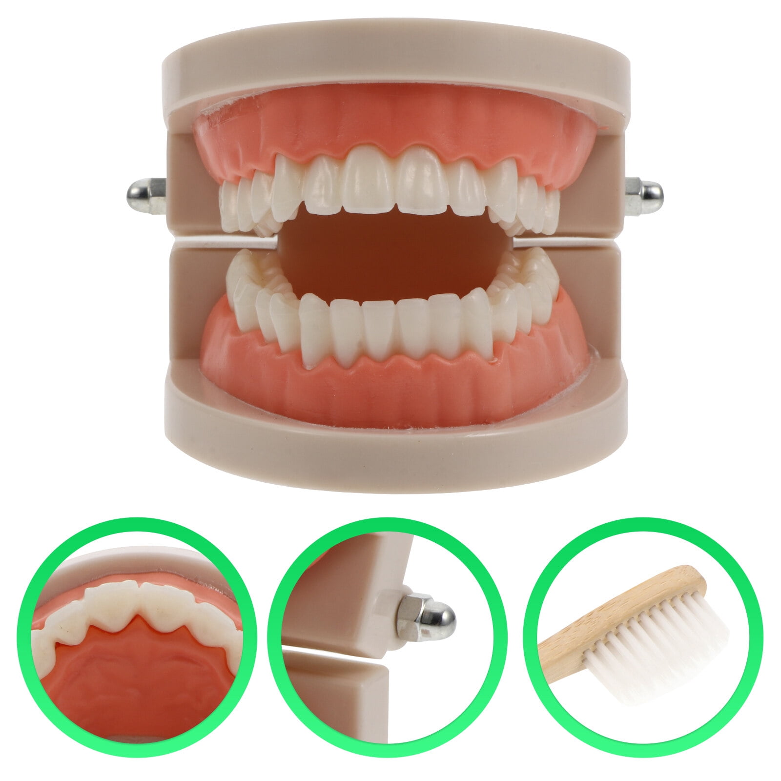 FONDOTIN Teeth Model 1 Set Assorted Color For Teaching Brushing ...