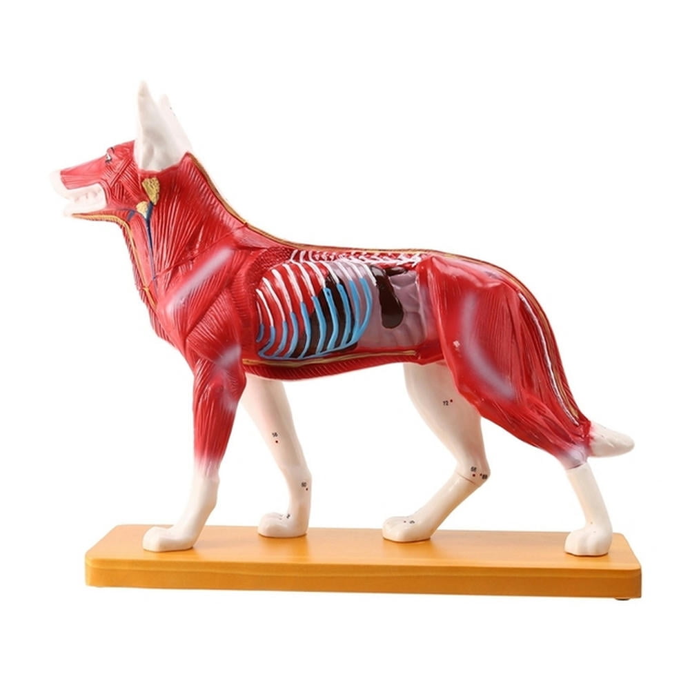 FOR Dog ligence Assembling Toy Animal Organ Anatomy Teaching Science ...