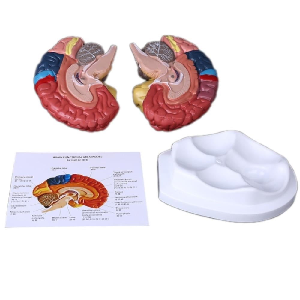 For Life Size Human Brain Functional Area Model Anatomy For Science