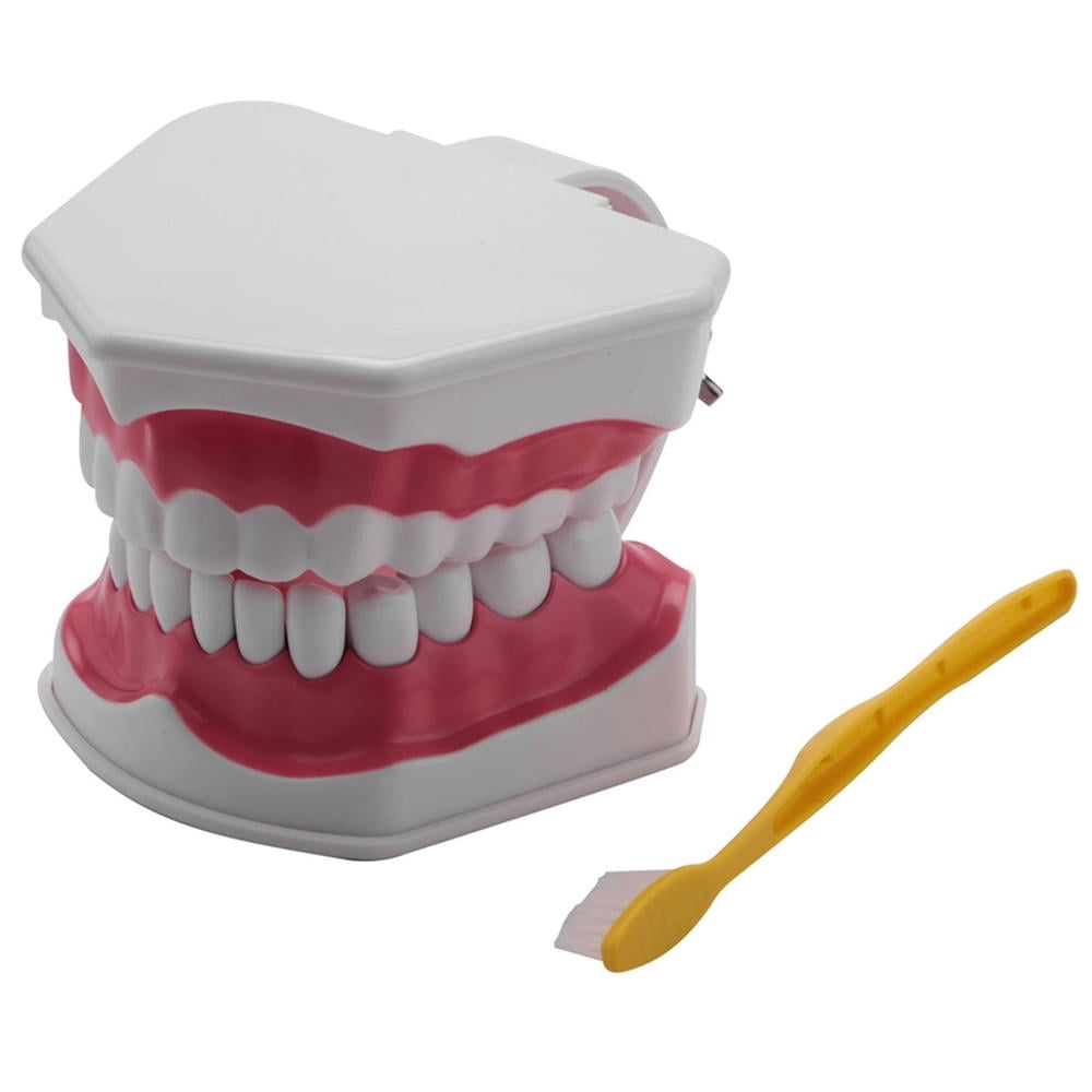 FOR Model Brushing Flossing Practice Teeth Typodonts Mode Gingiva ...