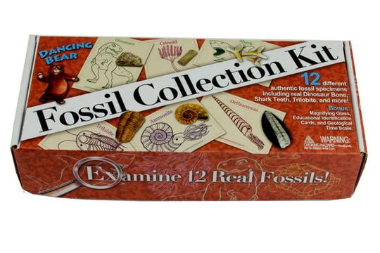 FOSSIL COLLECTION KIT (12 pc): Trilobite, Dinosaur Bone, Sharks teeth ...