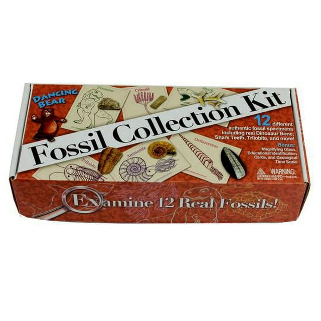 FOSSIL COLLECTION KIT (12 pc): Trilobite, Dinosaur Bone, Sharks teeth ...