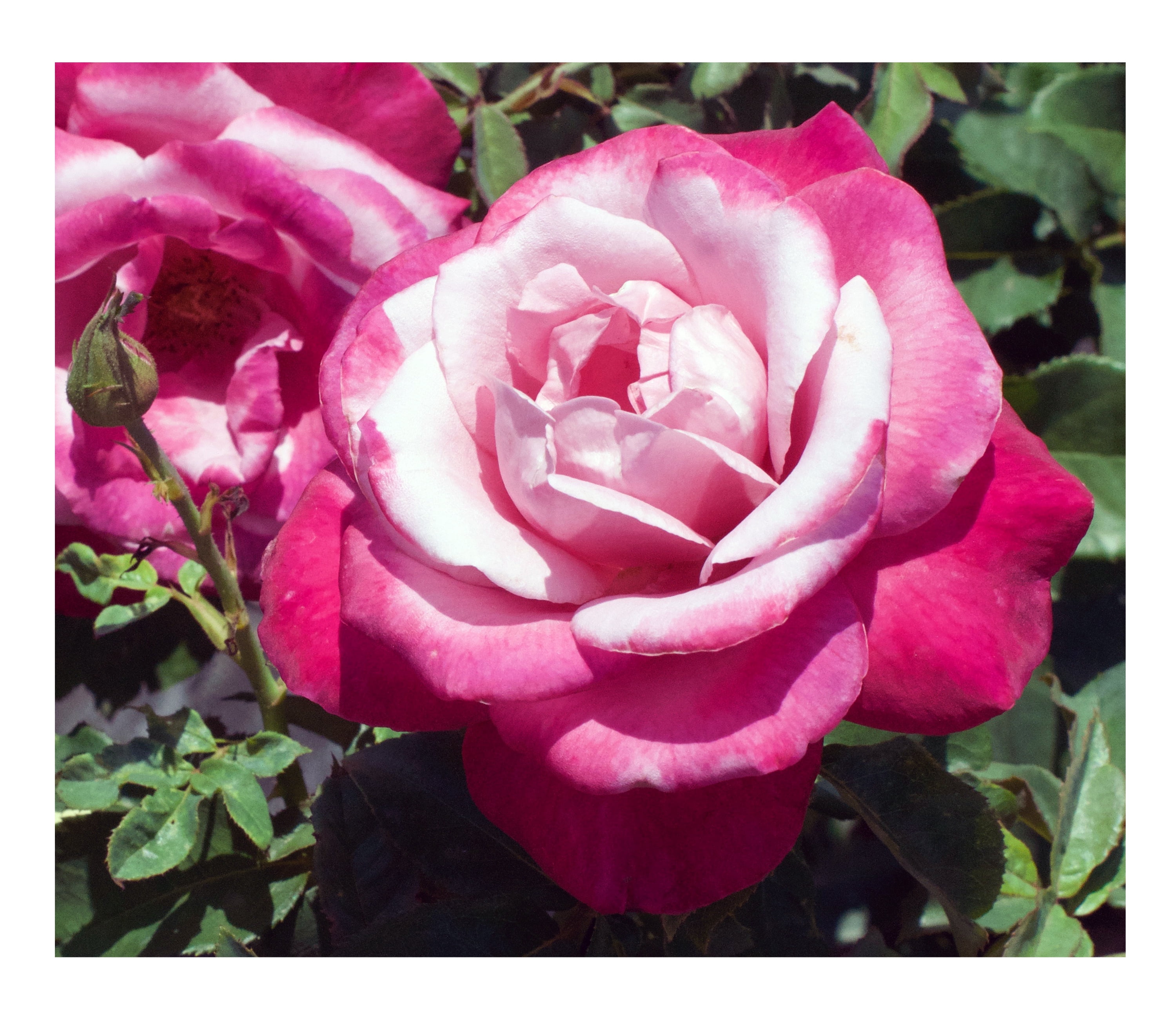 Bush Rose Fragrant Plum