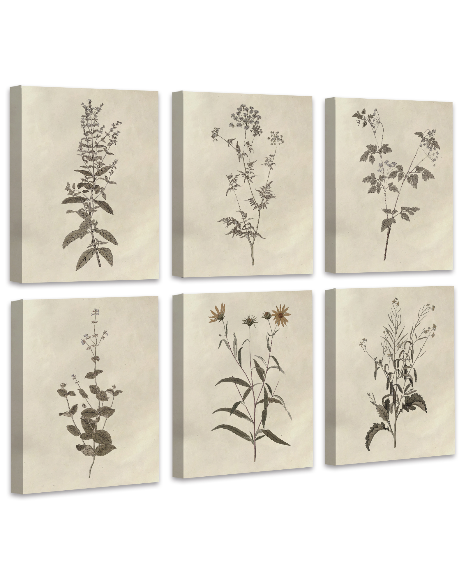 Trademark Fine Art 'Botanical Study II Light' Canvas Art by Avery ...