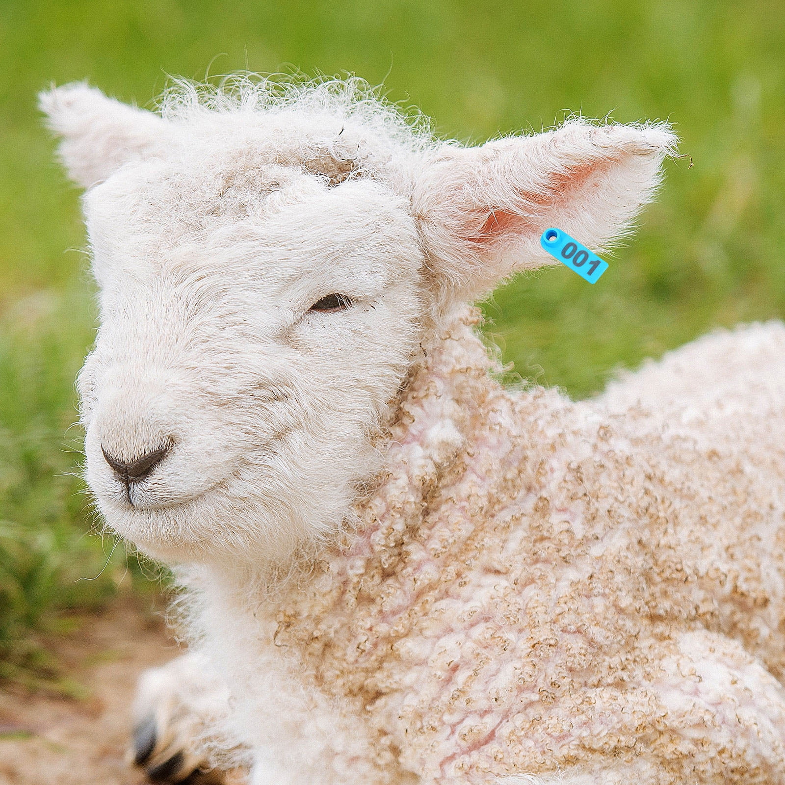 FRCOLOR 100PCS Numbered Ear Tags for Livestock Animal Identification ...