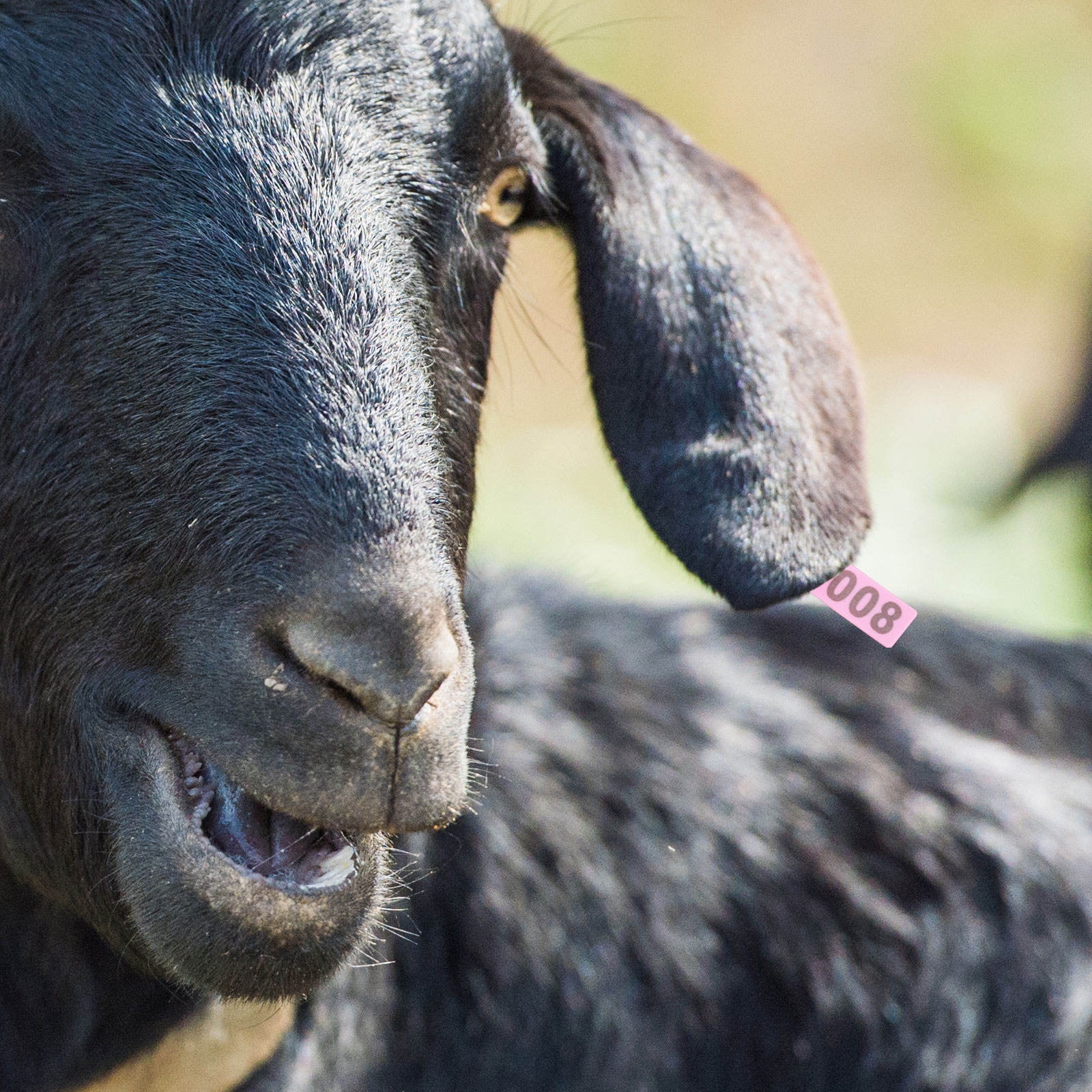 FRCOLOR 100PCS Numbered Ear Tags for Livestock Ear Tagging Labels Farm ...