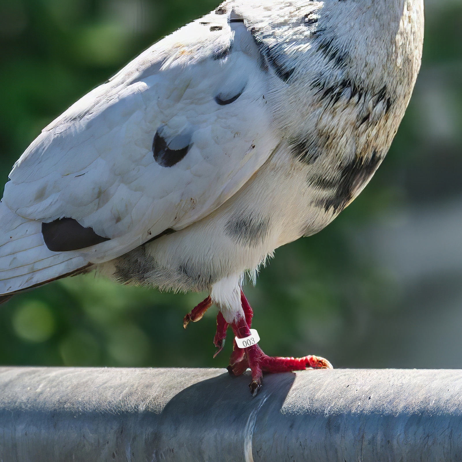 FRCOLOR 100pcs Numbered Bird Identification Rings Pigeon Leg Bands ...