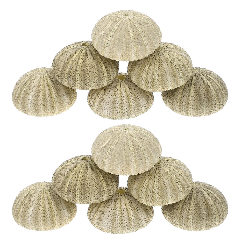 FRCOLOR 18 Pcs Sea Urchin Shells Crafts Sea urchin Shell 5.00X5.00X2 ...