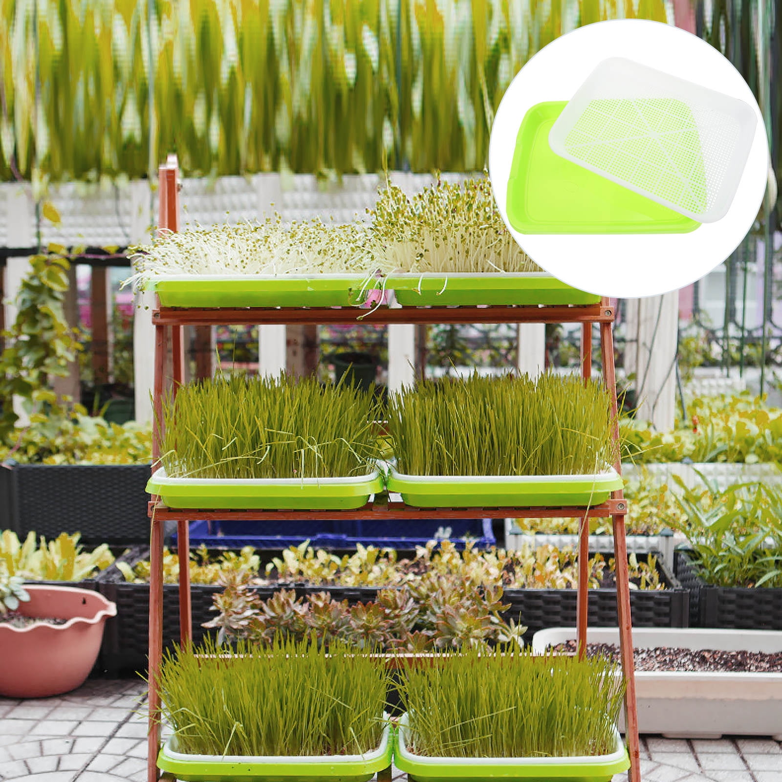 FRCOLOR 2 Sets Plant Starter Trays Seed Seedling Cat Grass Seedlings ...