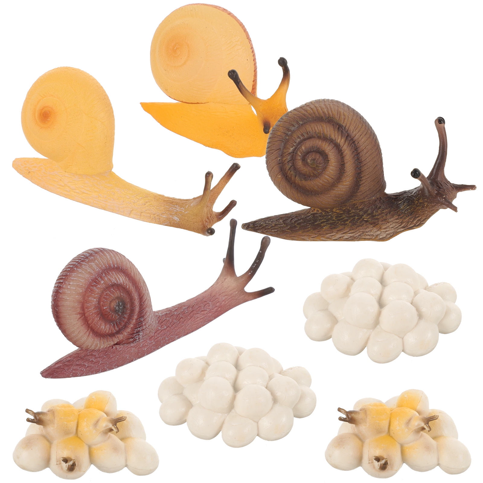 FRCOLOR 2 Sets Snail Growing Cycle Models Funny Snail Life Cycle Toys ...