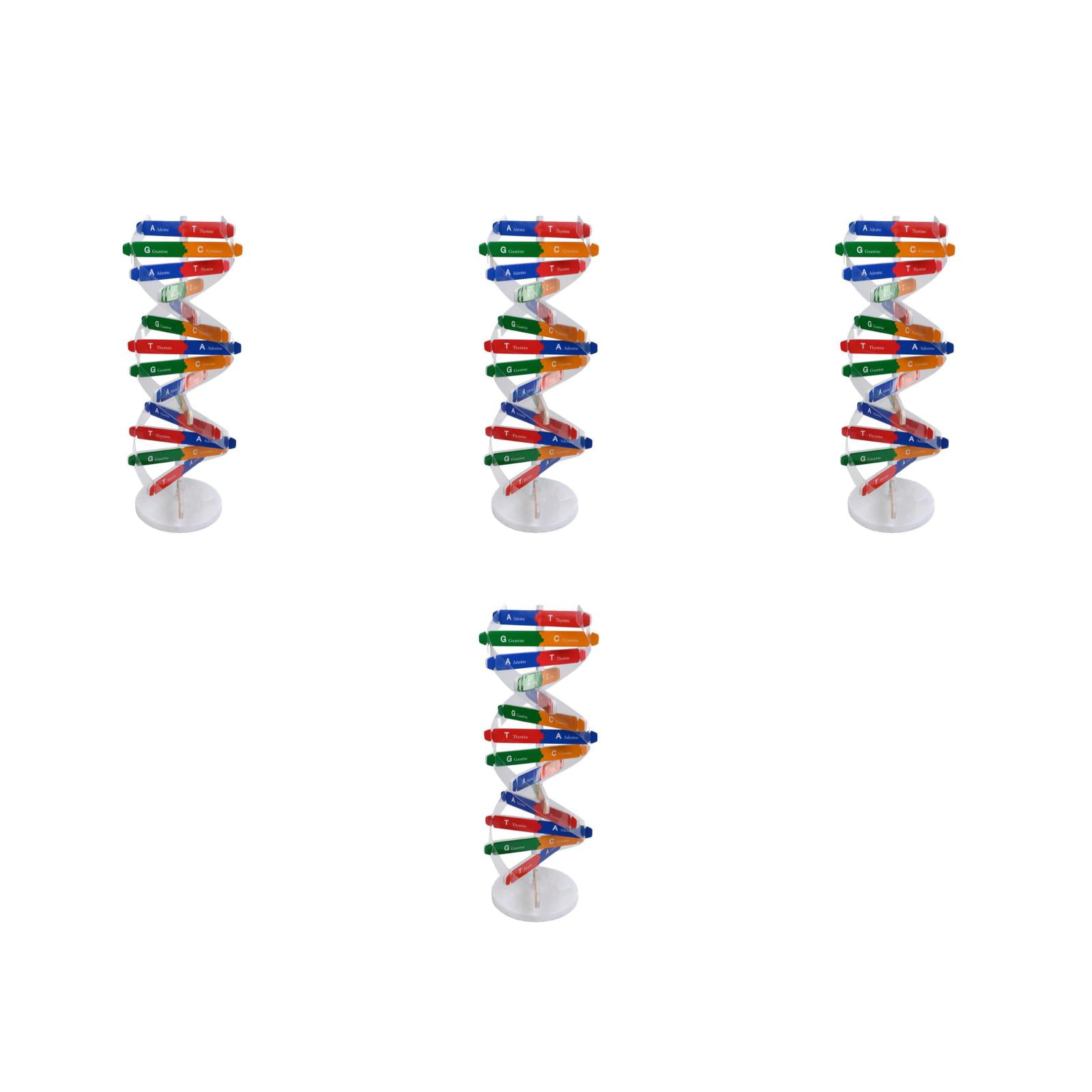 FRCOLOR 4pcs DNA Models Double Helix Model: 1 Set Scientific DNA Model ...
