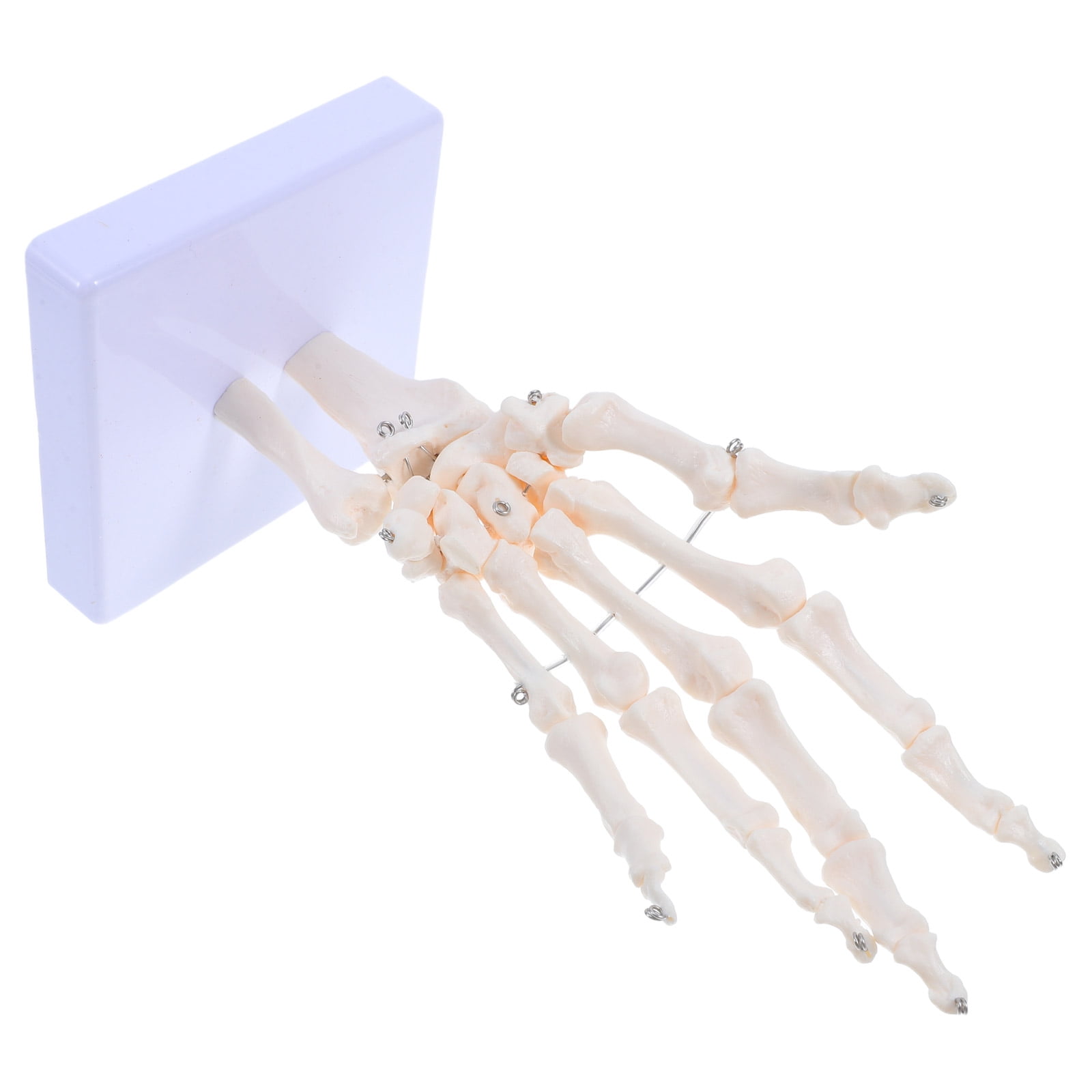 FRCOLOR Articulated Human Hand Skeleton Model Anatomical Teaching Prop ...
