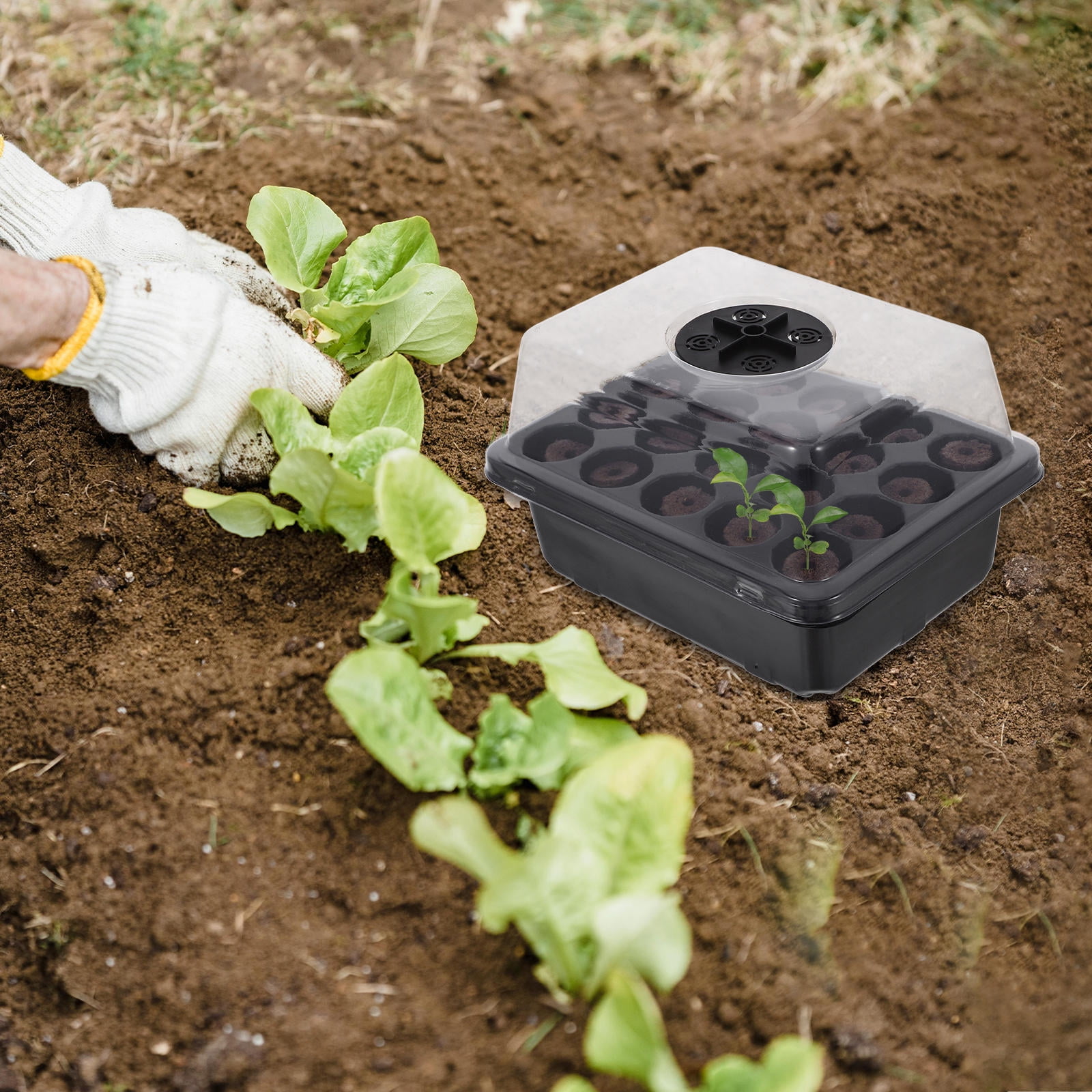 FRCOLOR Assorted Color Plant Germination Tray Made of Durable PP and ...