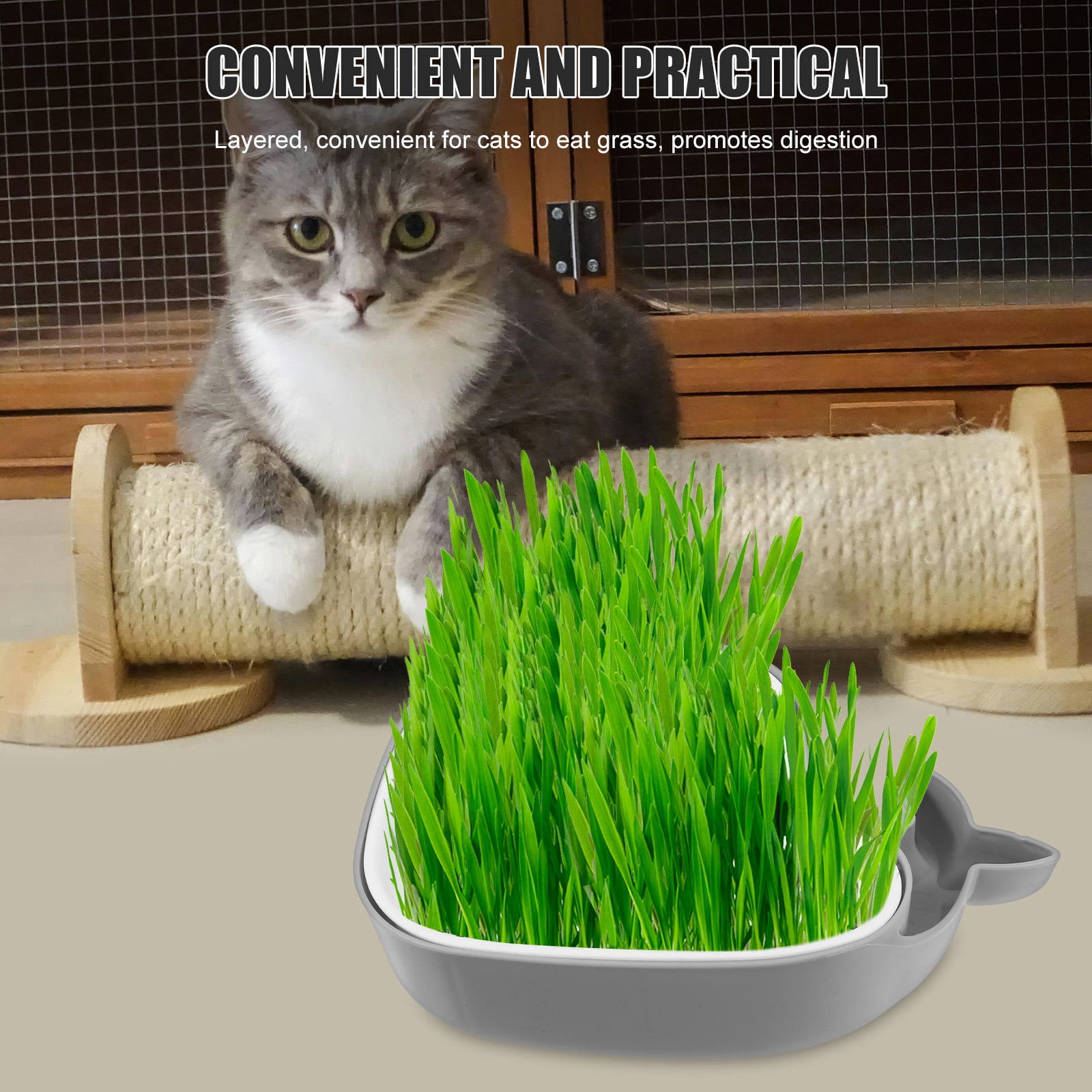 FRCOLOR Cat Plants Hydroponic Planting Box Cartoon Cat Grass Planting ...