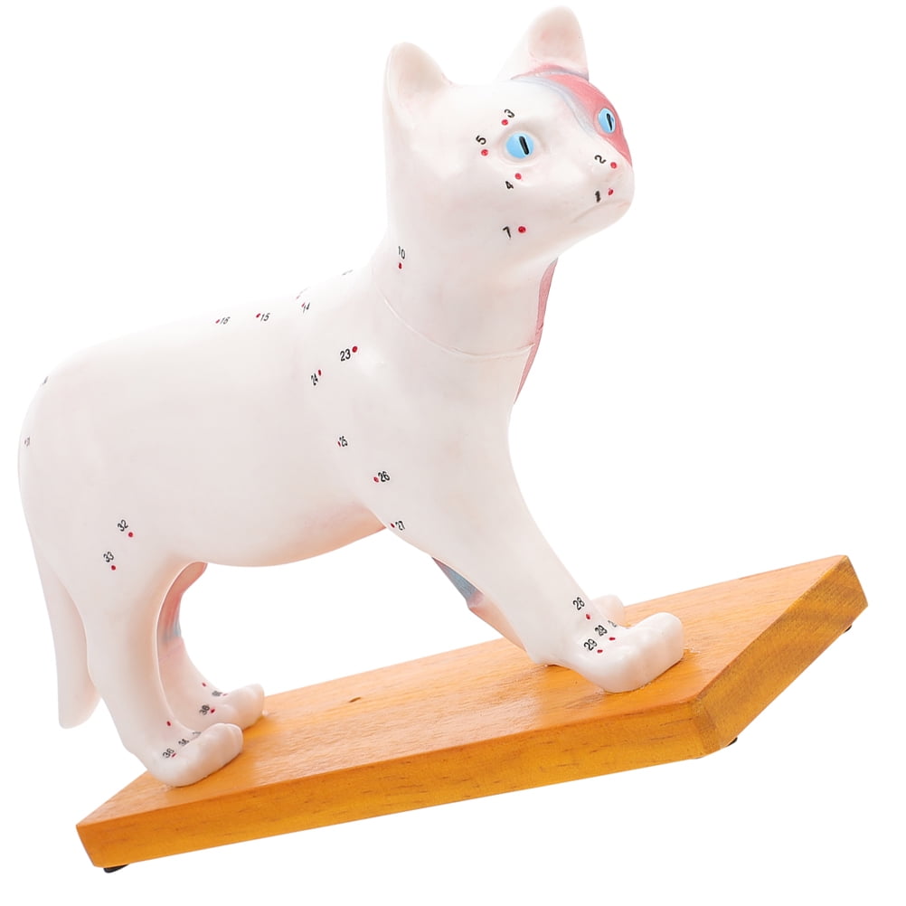 FRCOLOR Cat Teaching Anatomical Model Cat Body Acupuncture Model for ...