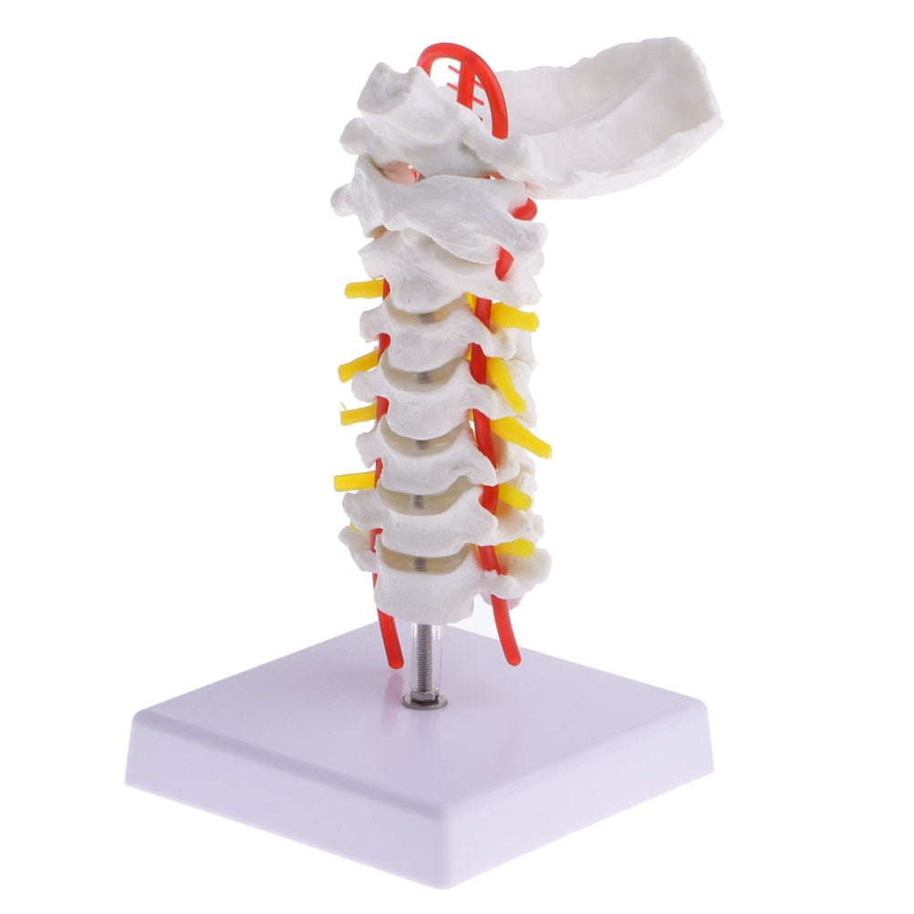 FRCOLOR Cervical Spine Model with Carotid and Occipital Bone for Teaching Use PVC 1pc - Walmart.com