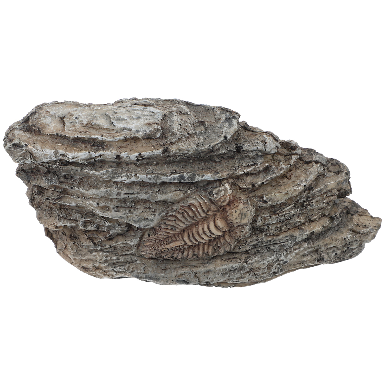 FRCOLOR Collection Trilobite Specimen Resin Trilobite Paleontological ...