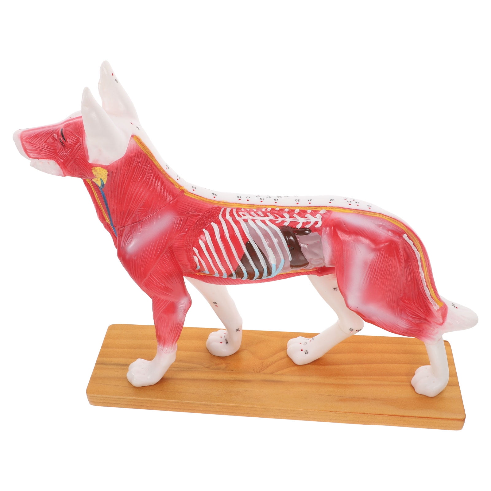 FRCOLOR Dog Acupuncture Model Canine Acupuncture Anatomy Model for ...