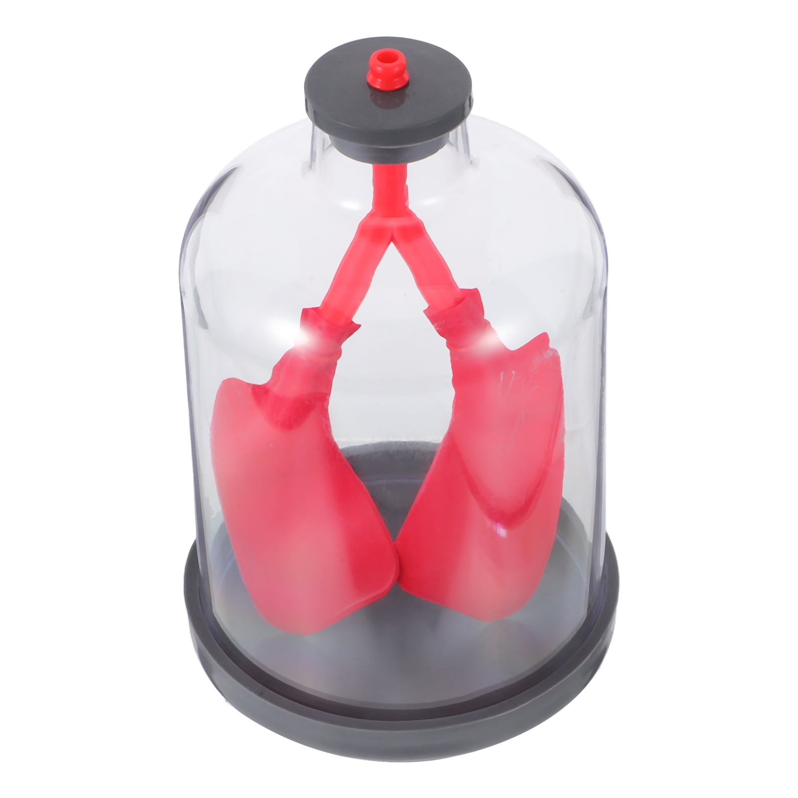 FRCOLOR Educational Anatomy Lung Model for Kids Human Lung Function ...