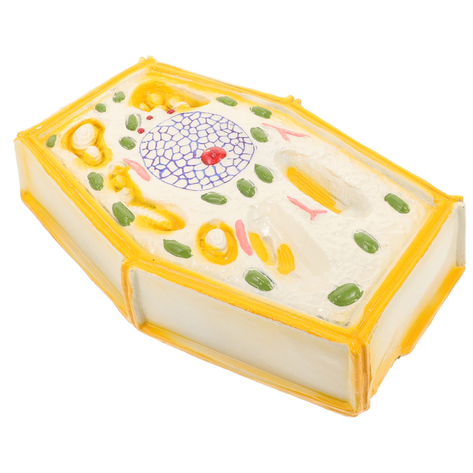 FRCOLOR Educational Plant Cell Model Animal for Classroom Organelles ...