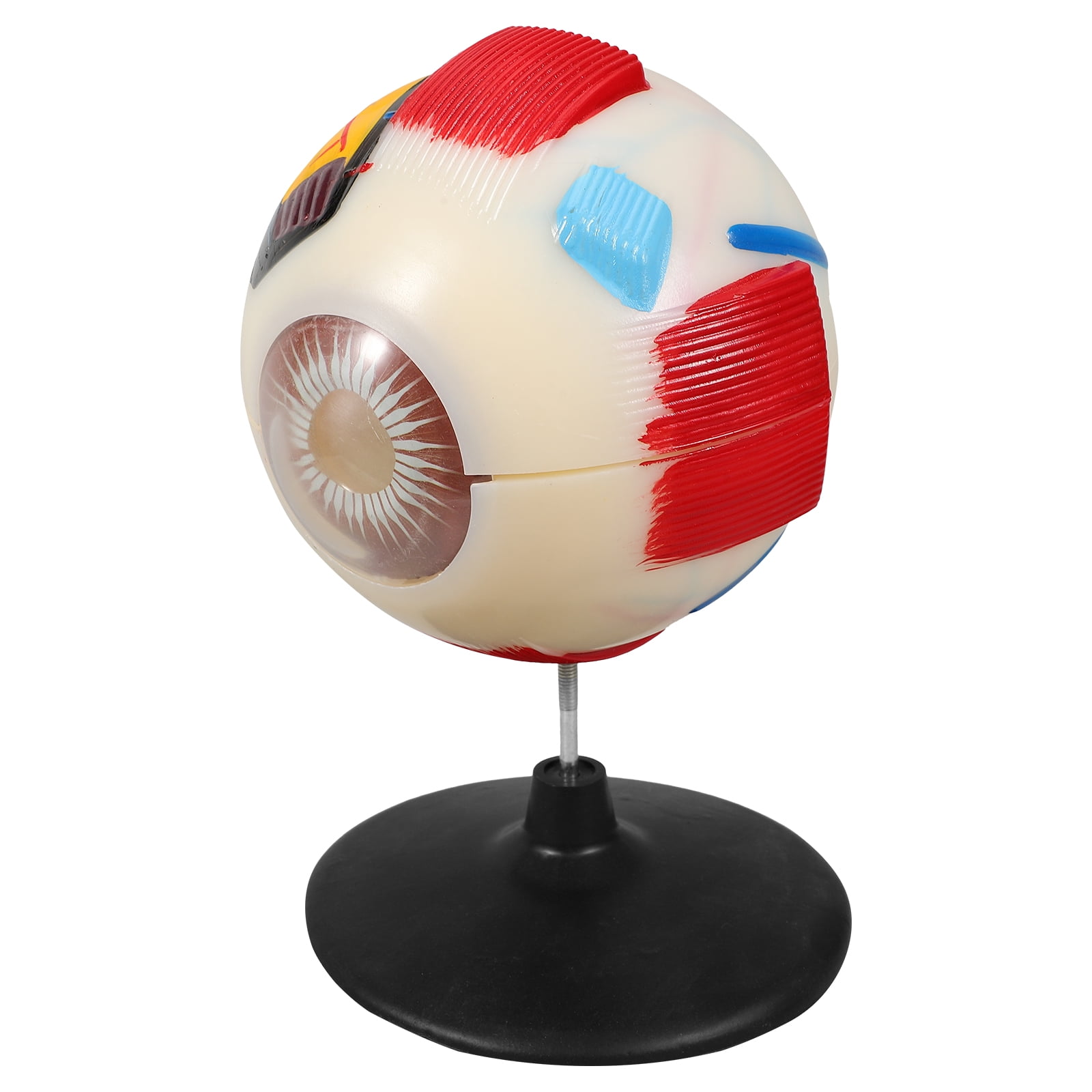 FRCOLOR Eye Anatomy Model 6x Enlarged Eyeball Model Science Display Eye ...