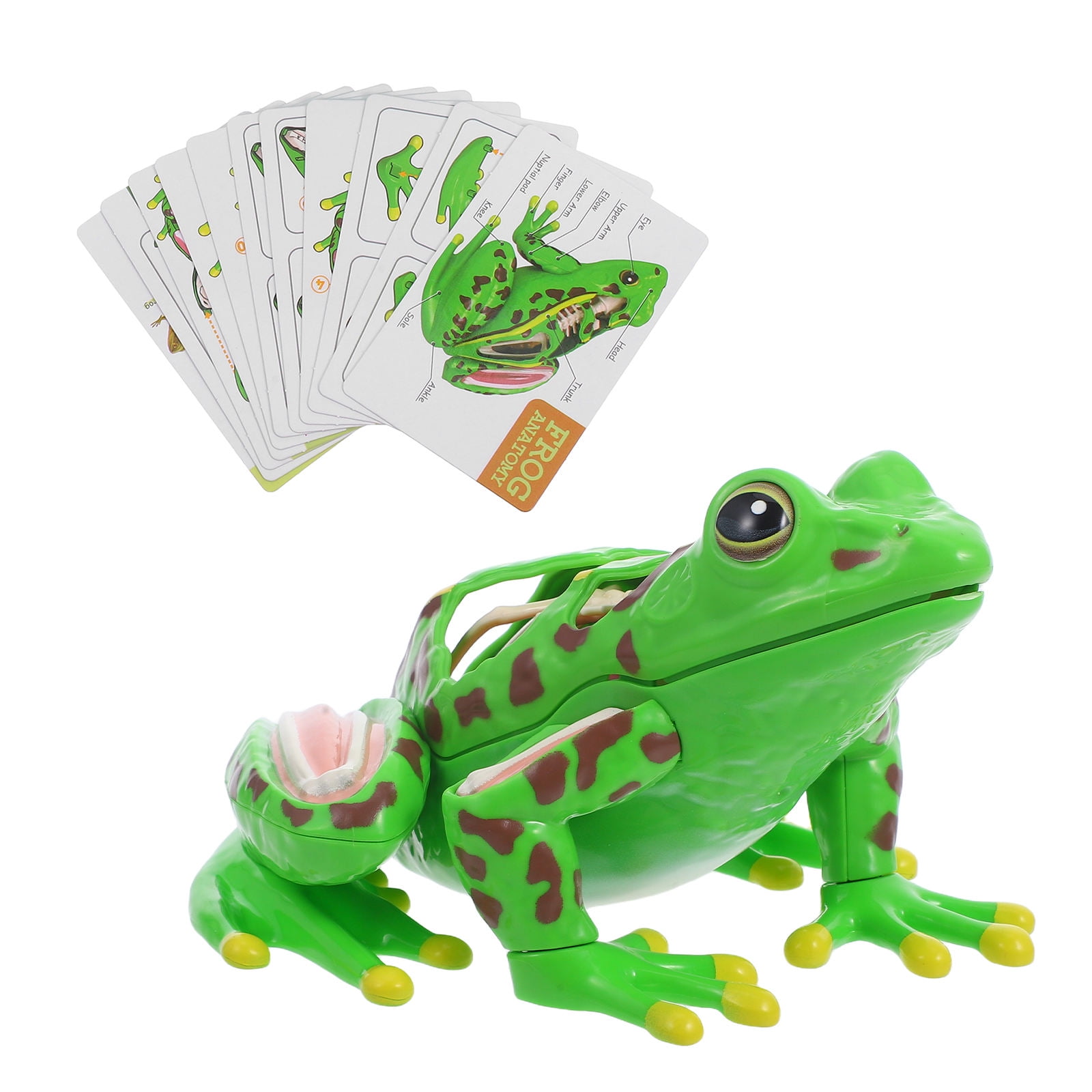 FRCOLOR Frog Dissection Model 3d Educational Toy For Kids Anatomy ...
