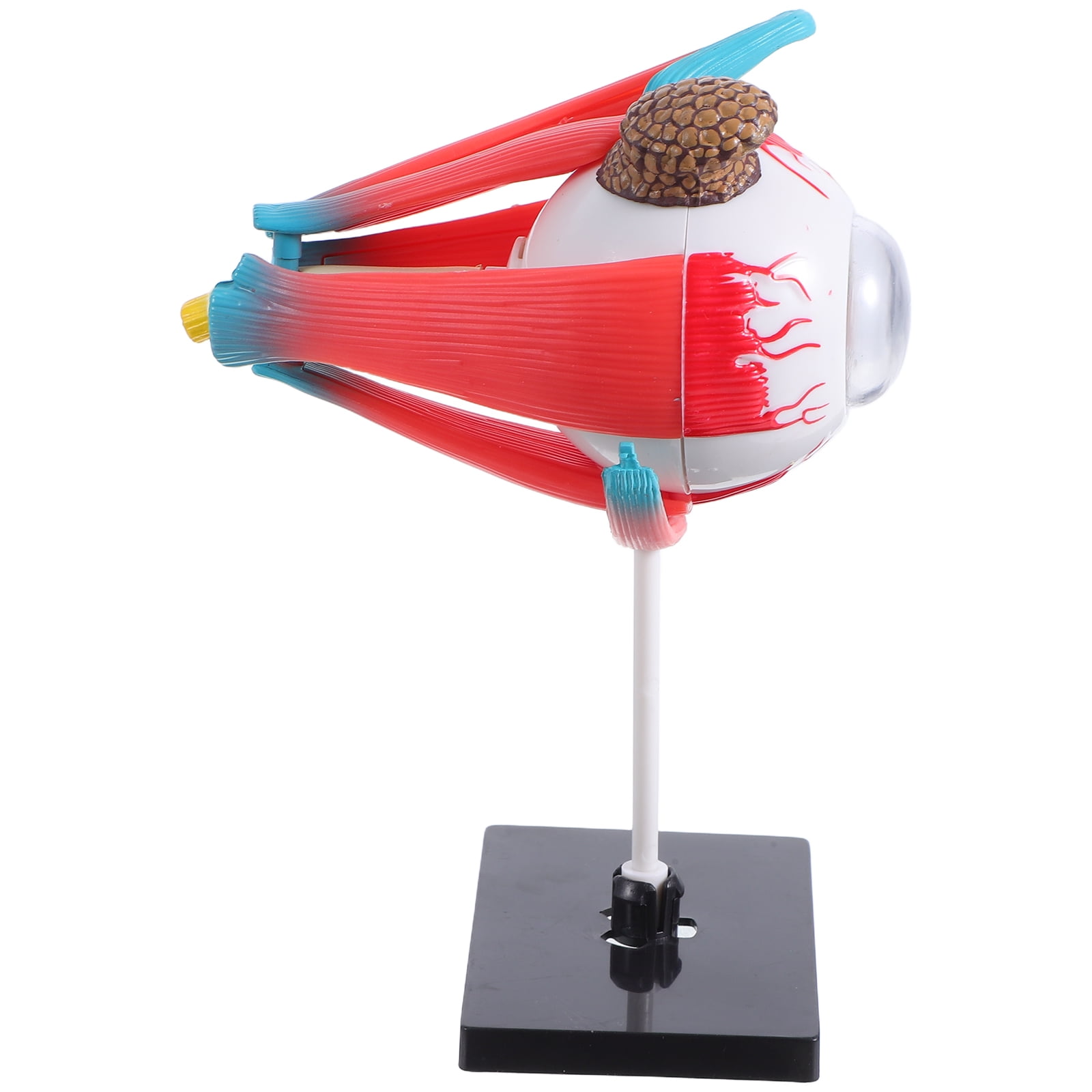FRCOLOR Human Anatomy Eye Model For Kids Educational Toy For Science ...