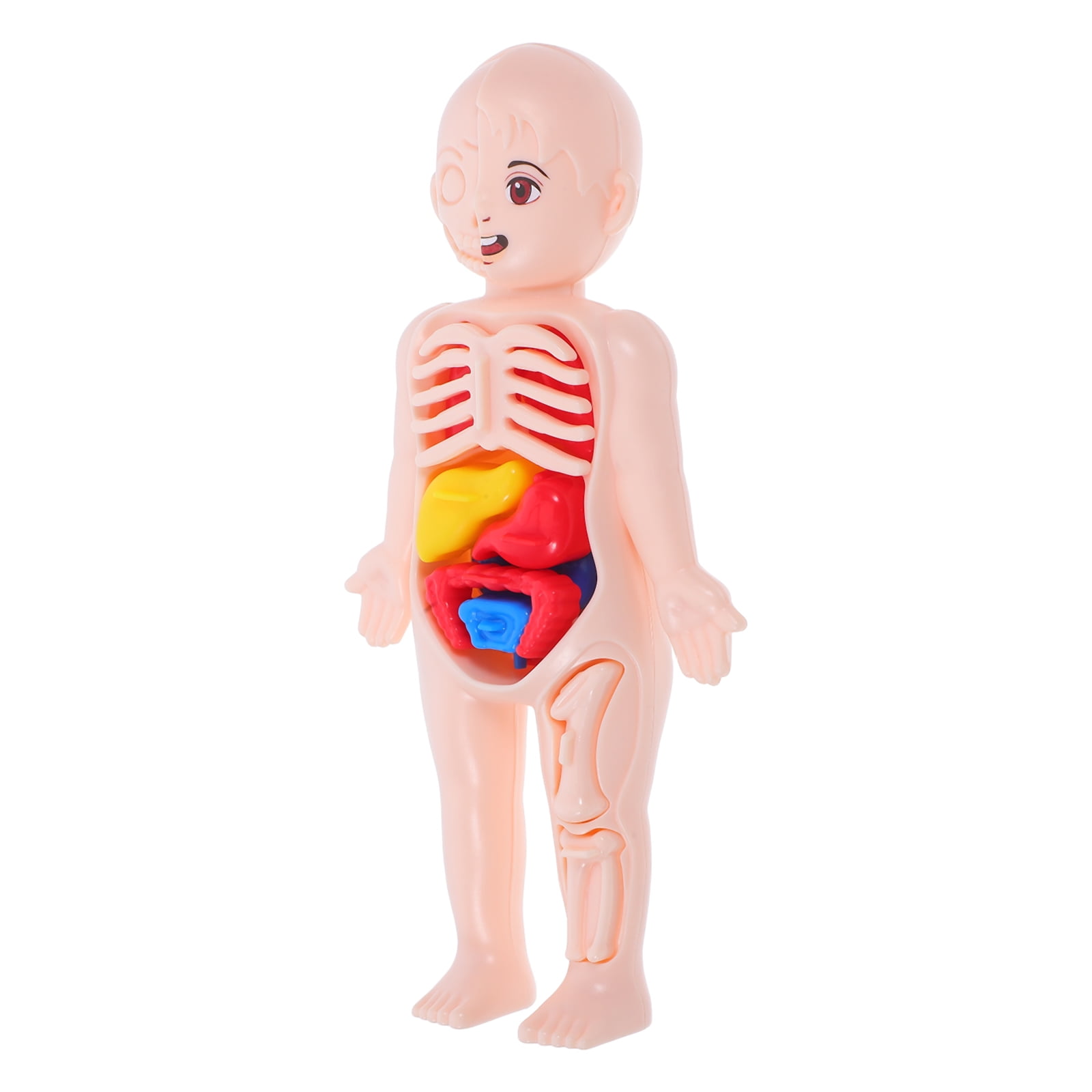 FRCOLOR Human Body Anatomy Toy Model Organs Educational Human Anatomy ...