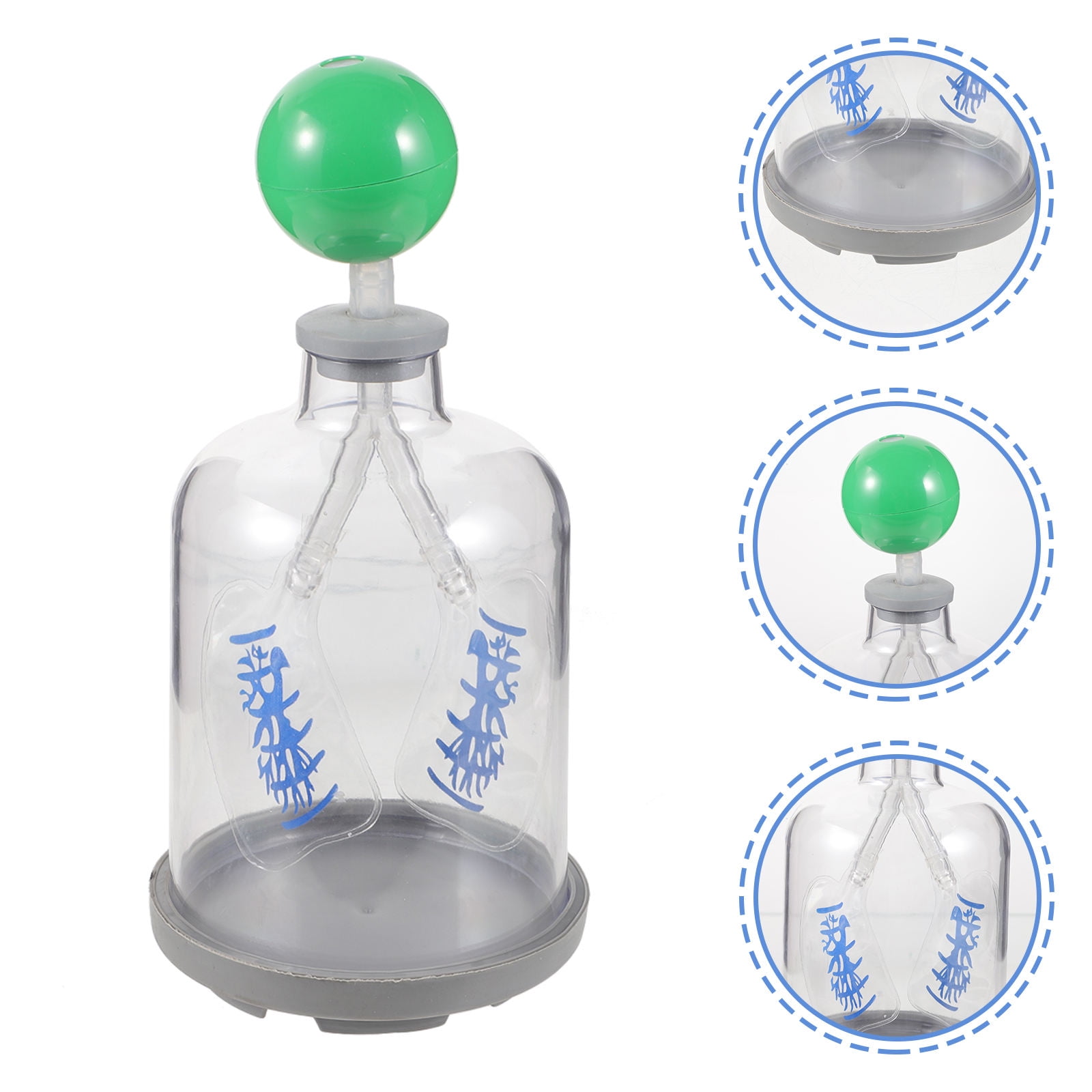 FRCOLOR Human Lung Breathing Model Educational Teaching Model Human ...
