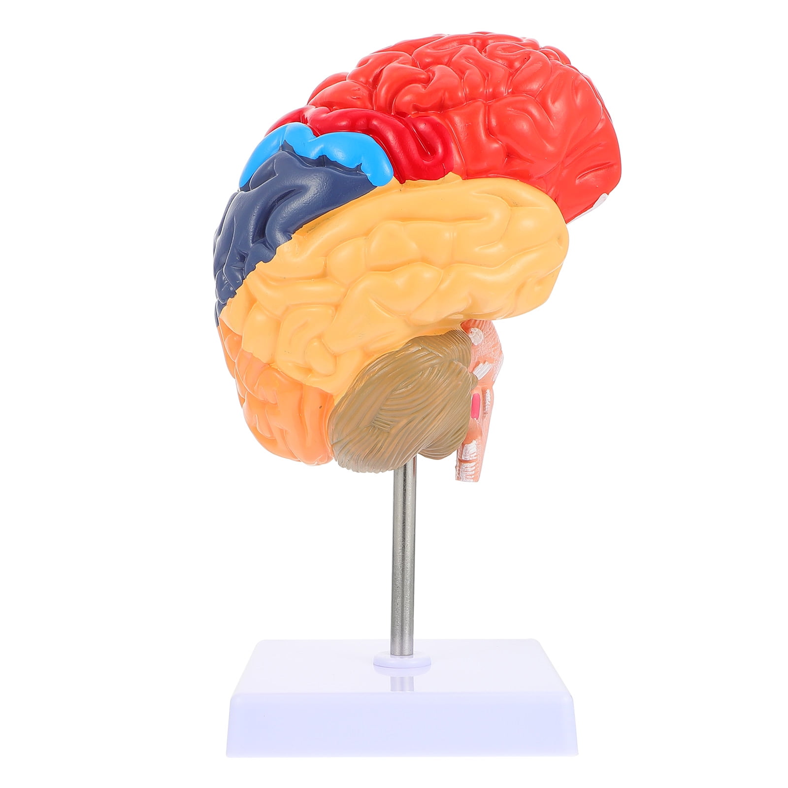 FRCOLOR Lifelike Brain Anatomy Model Neuroscience Teaching Structure ...