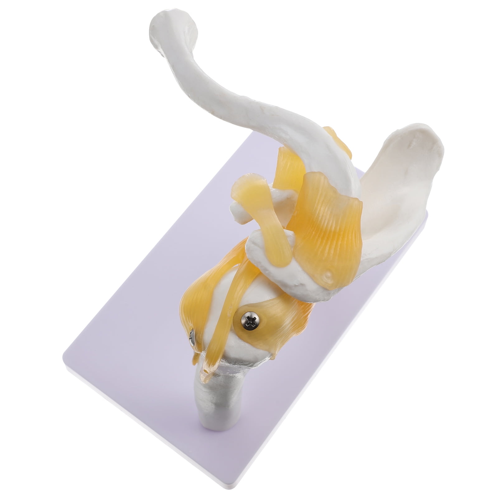 FRCOLOR PVC Bone Model Human Organ Anatomy Mannequin Skeleton Child ...