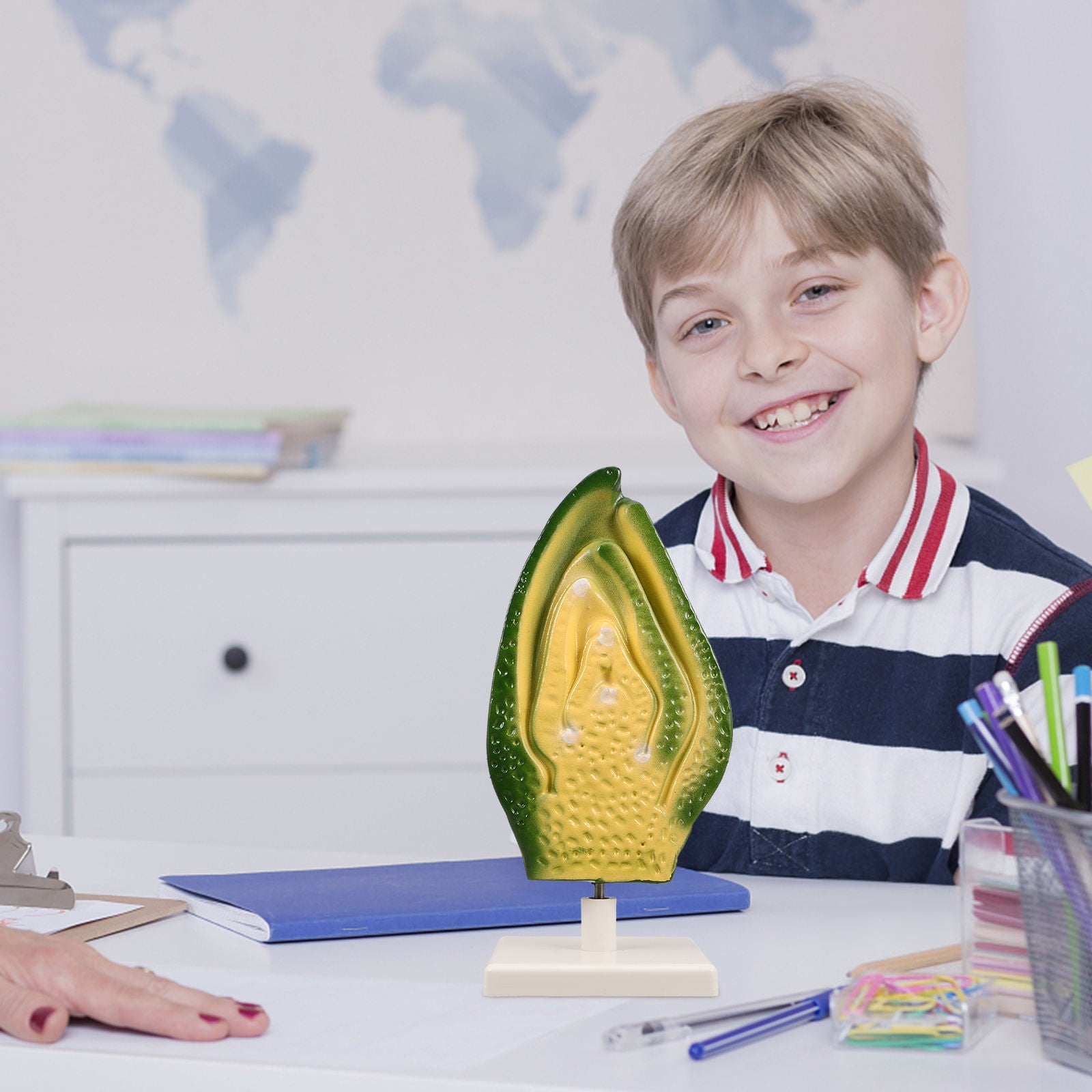 FRCOLOR Plant Cell Anatomy Model Seed Embryo Structure Model Teaching ...