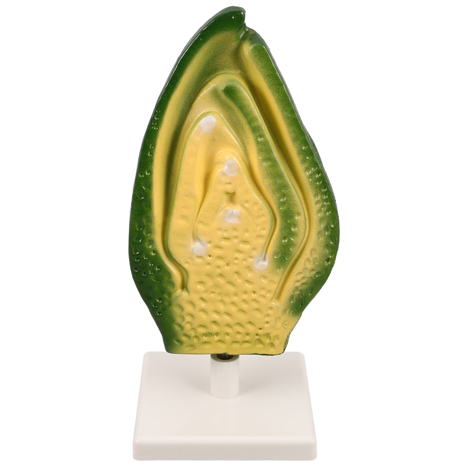 FRCOLOR Plant Seed Embryo Model For Biology Teaching 3d Plant Cell ...