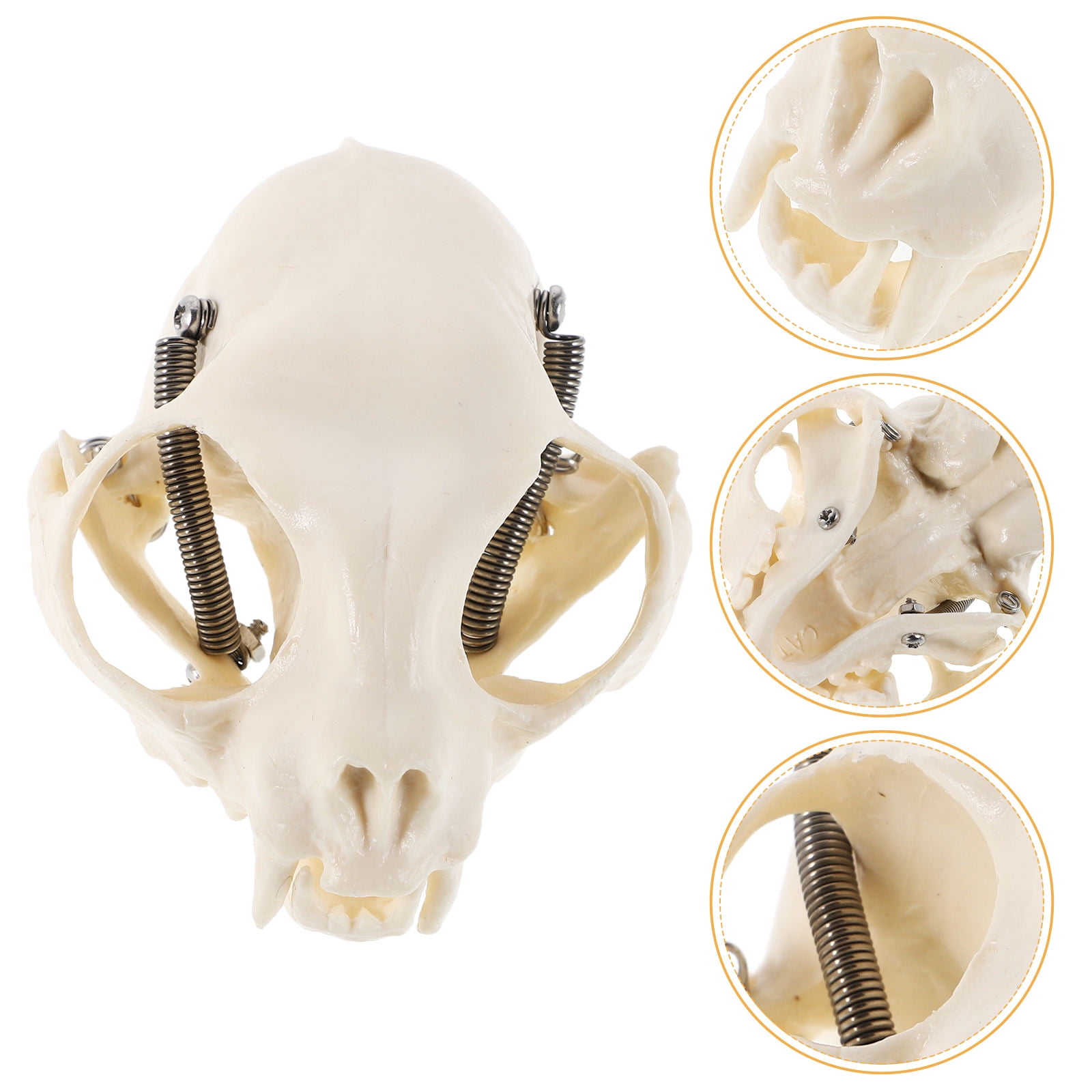 FRCOLOR Realistic Cat Skull Skeleton Anatomical Model for Science ...