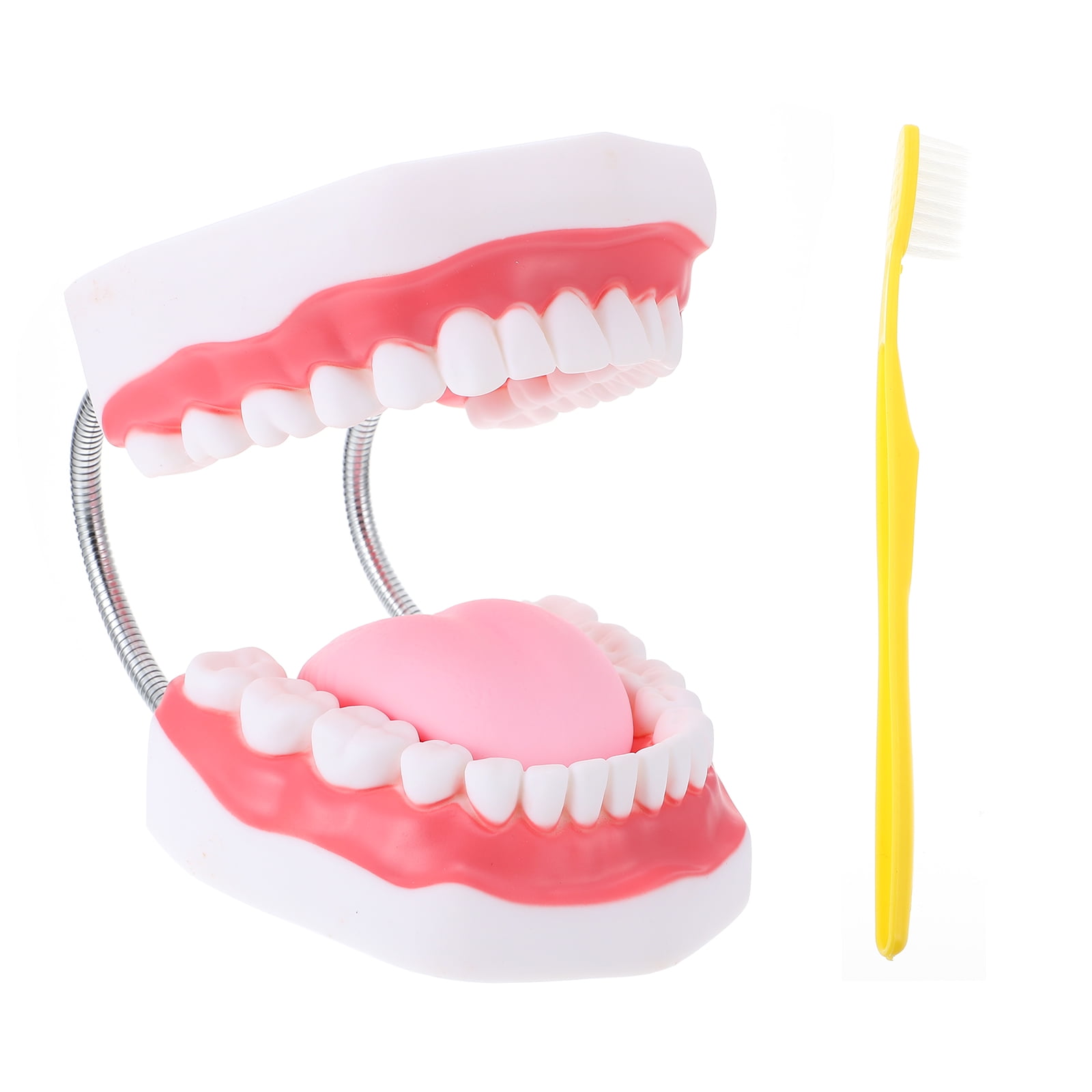 FRCOLOR Toothbrushes Tooth Model Dental Teaching Aid Student 22X16CM ...