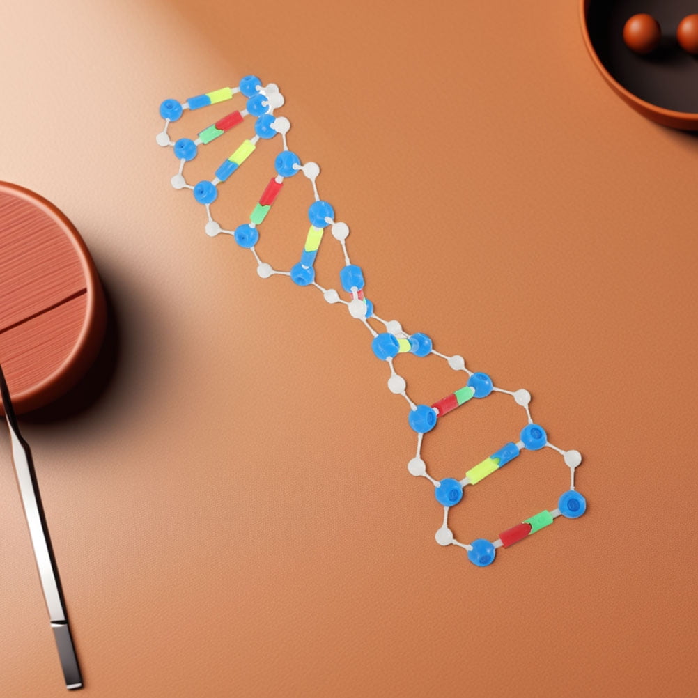 FRCOLOR Worgeous 2pcs DNA Model Double Helix Structure for Science Teaching Display Molecular ...