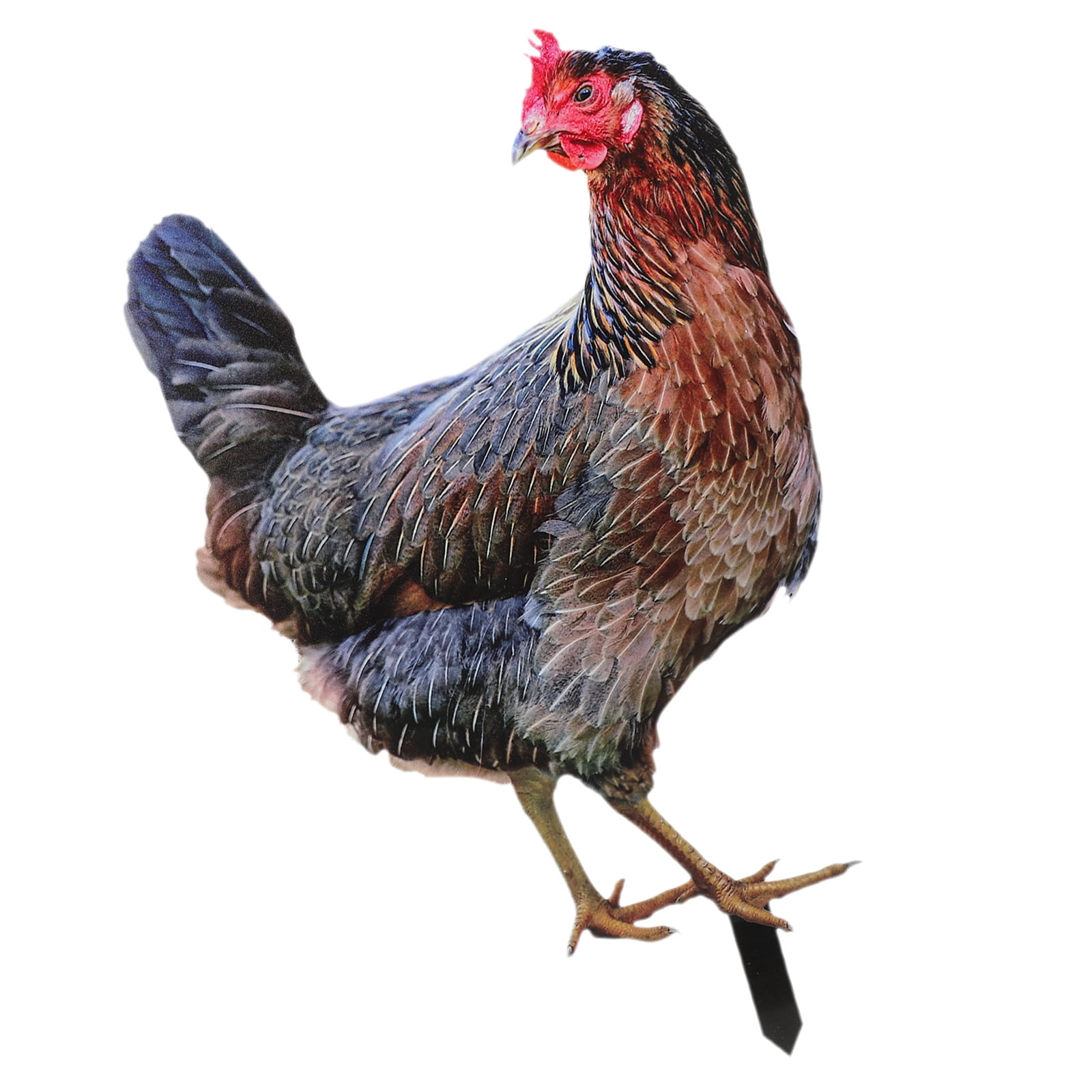 FRCOLOR Yard Chicken Stake Sign Garden Chicken Insert Stake Garden ...