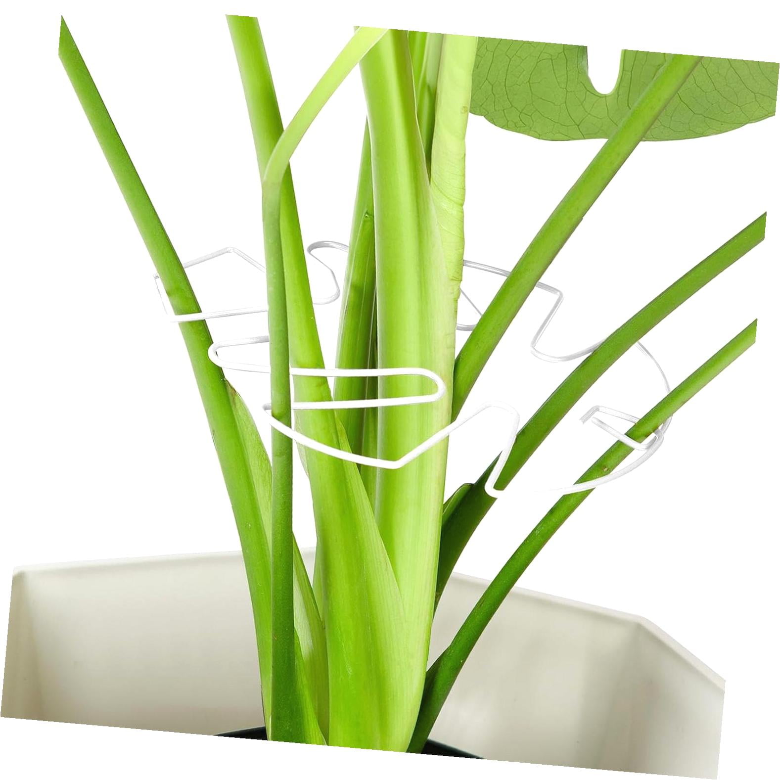 FREEAMG 6-Piece Iron Monstera Plant Support, Indoor Plant Stakes ...