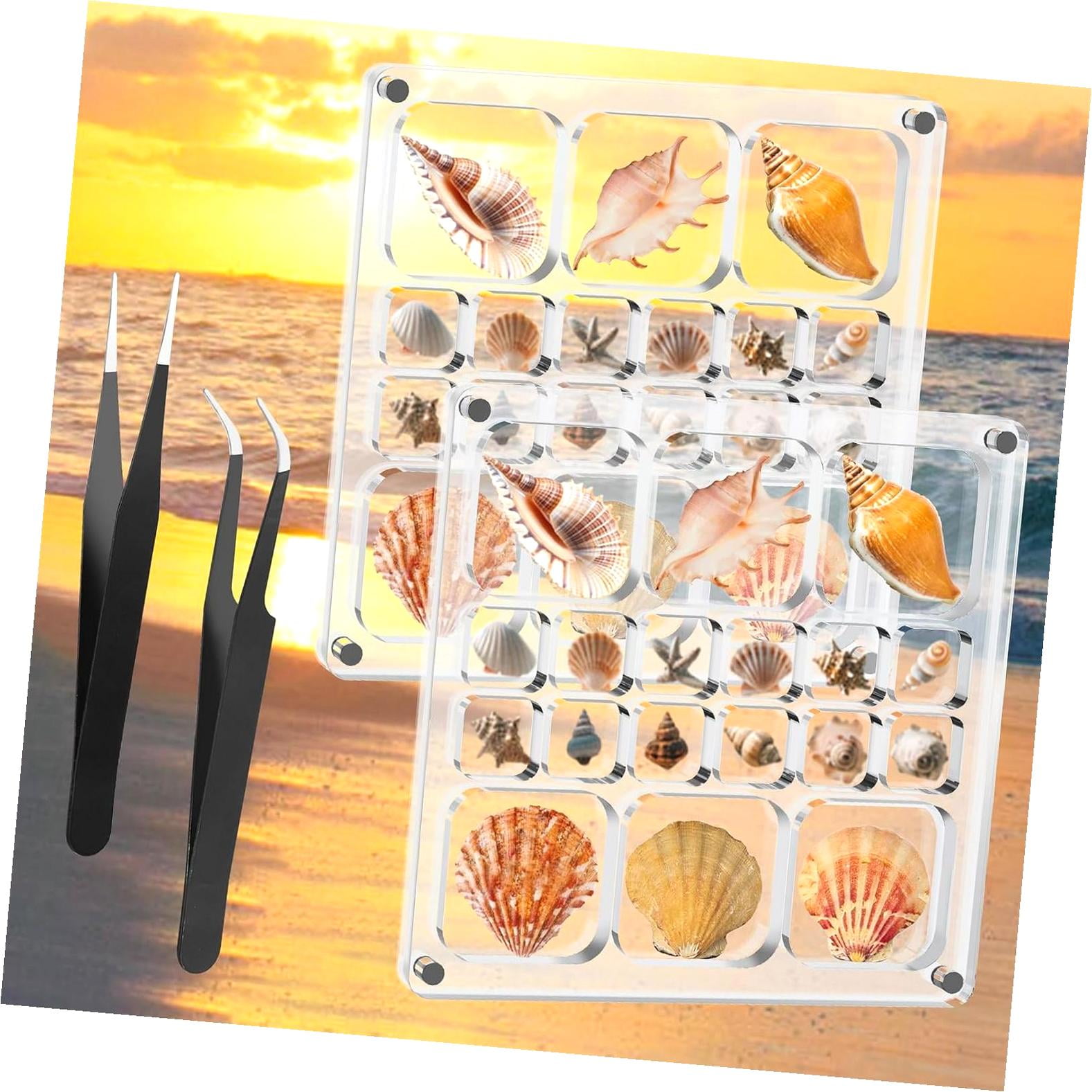 FREEAMG Acrylic Seashell Display Case, Transparent Shell Holder, Beach ...